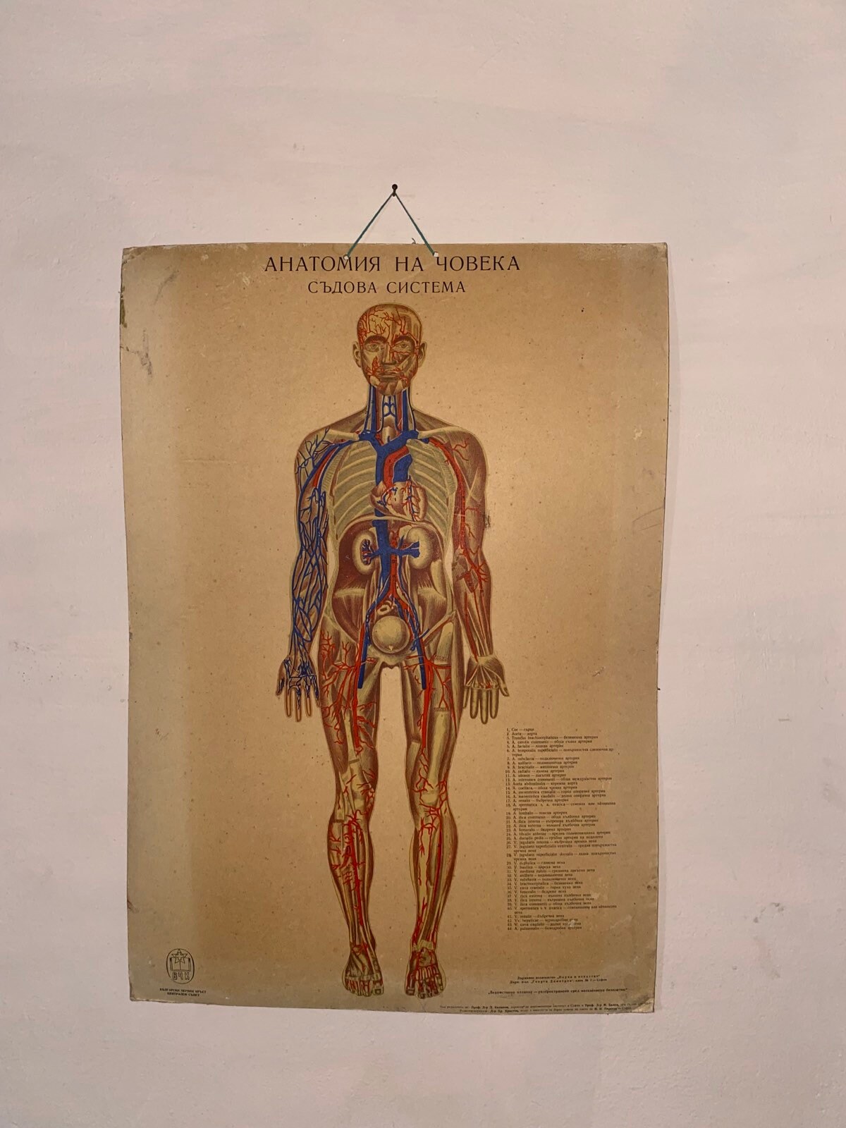 Vintage Board - Human Anatomy. Retro Medical Poster. - Etsy