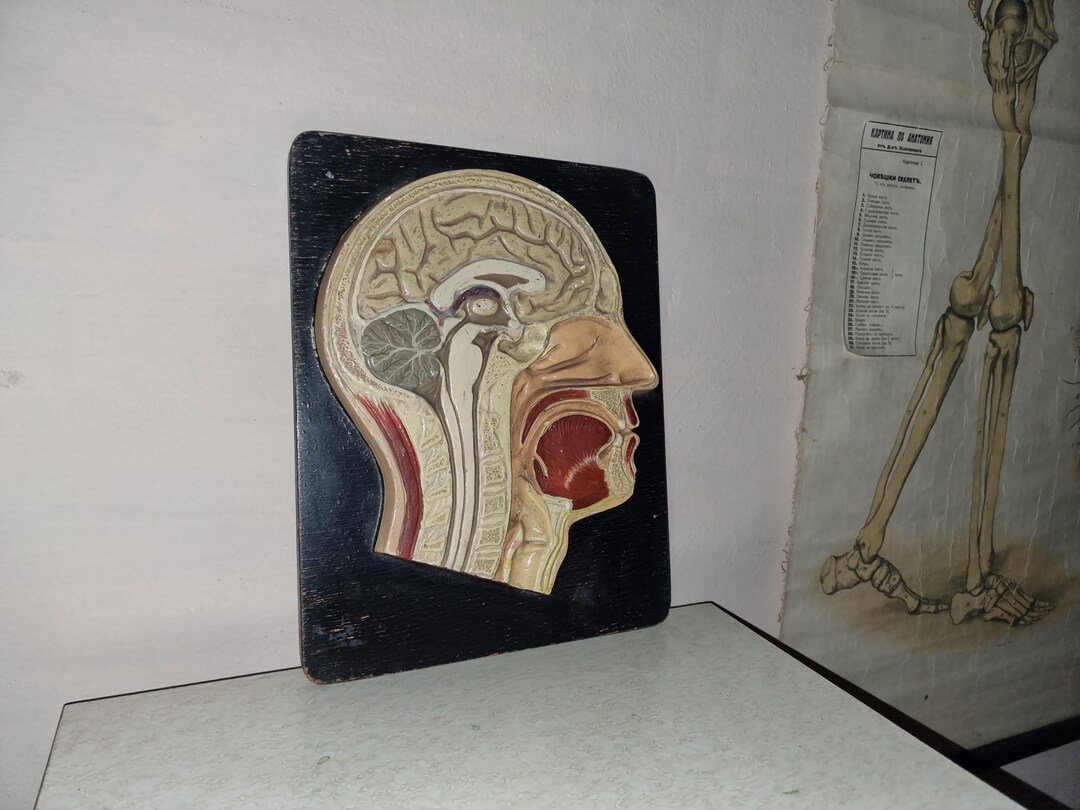 Vintage Anatomical Model of a Human Head. Retro Teaching Model. - Etsy