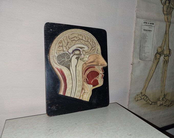 Vintage Anatomical Model of a Human Head. Retro Teaching Model. - Etsy