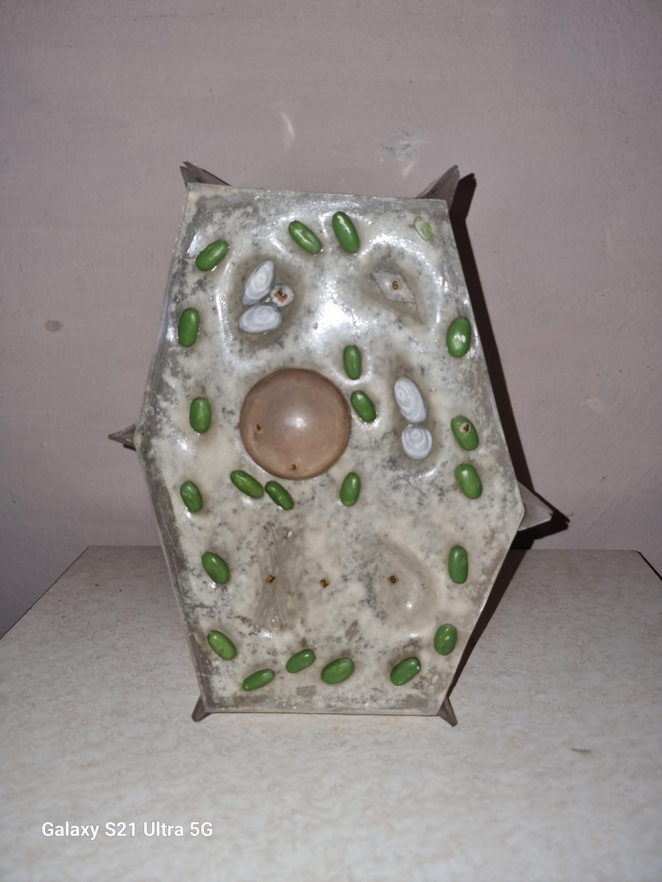 Vintage Model of Plant Cell - Etsy