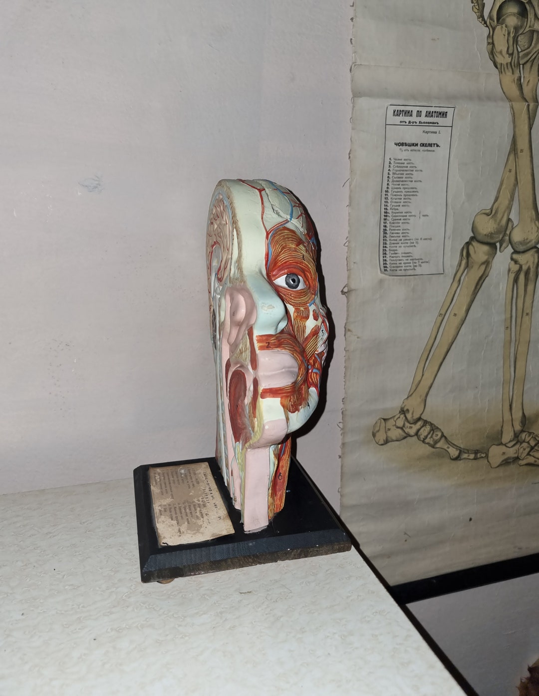 Vintage Anatomical Model of Human Head. Celluloid Model. Rare Retro ...