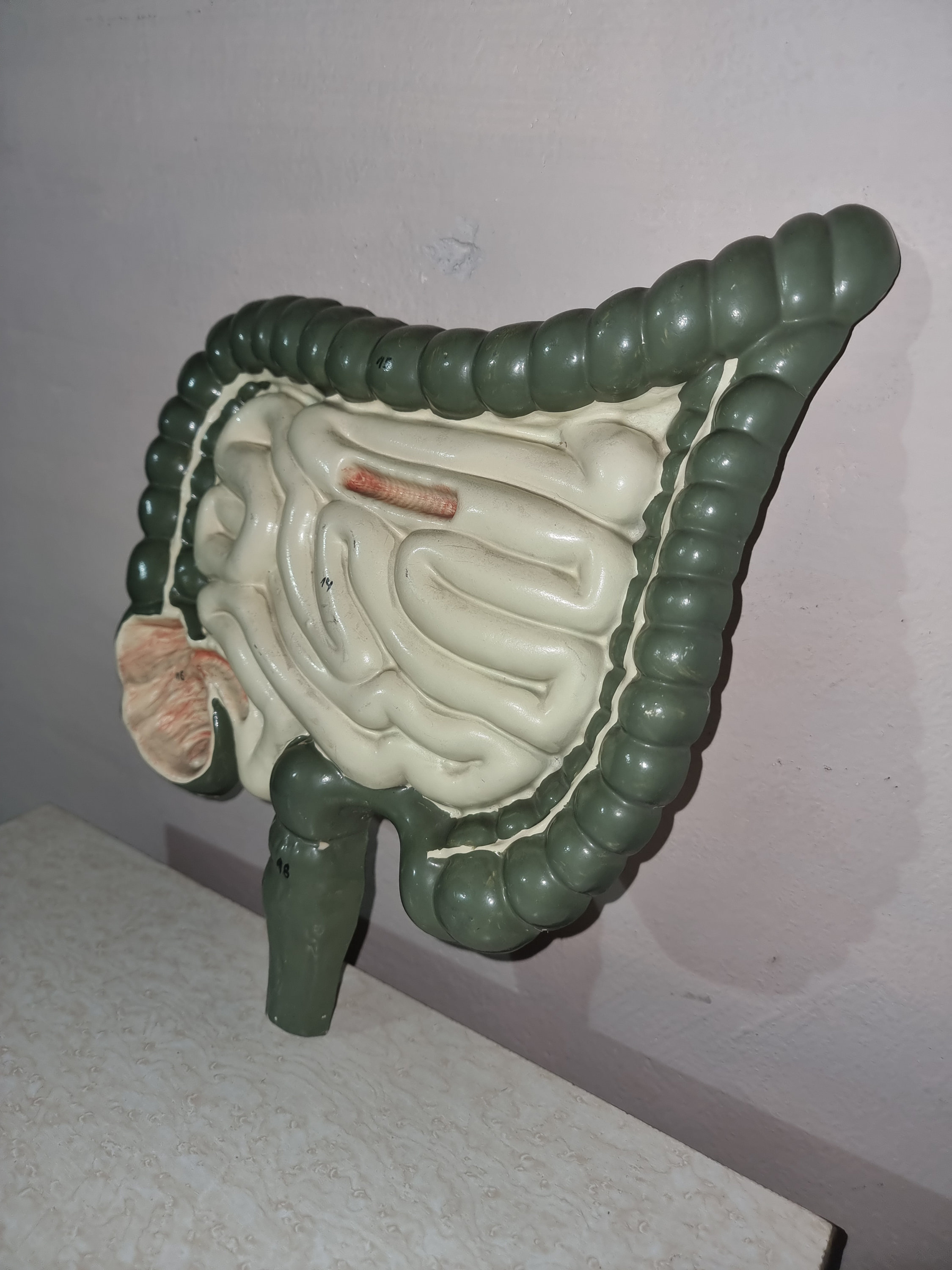 Vintage Anatomical Model. Celluloid Model of Human Intestines - Etsy