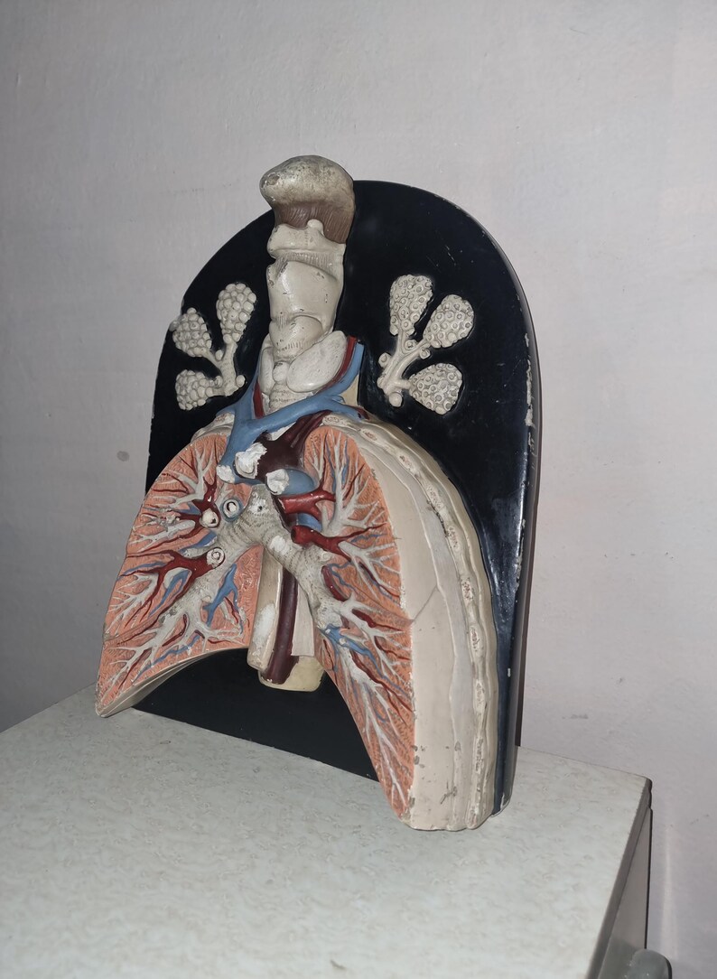 Vintage Anatomy Model - Respiratory System - Etsy
