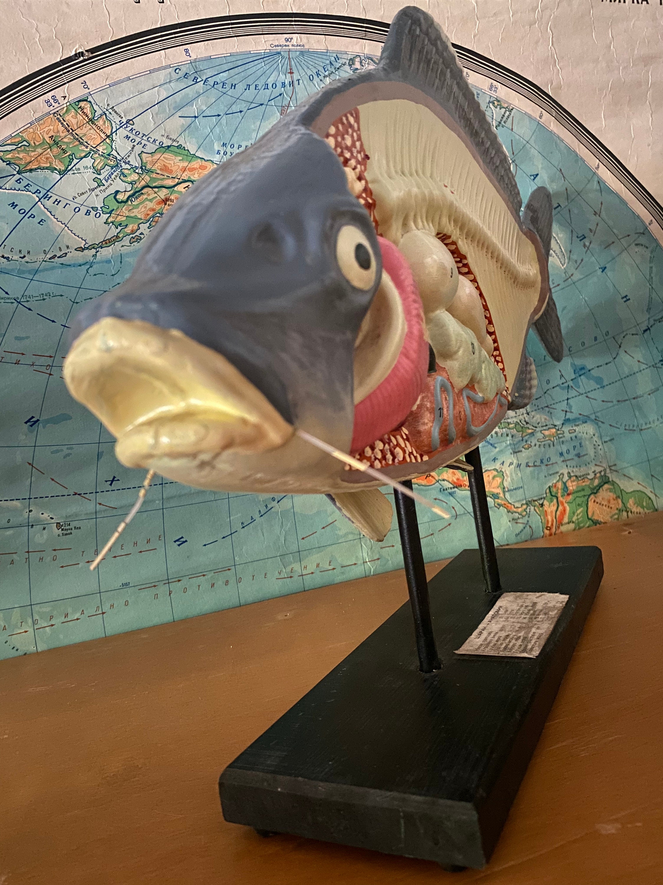 Vintage Anatomical Model Celluloid Model of Fish Carp - Etsy
