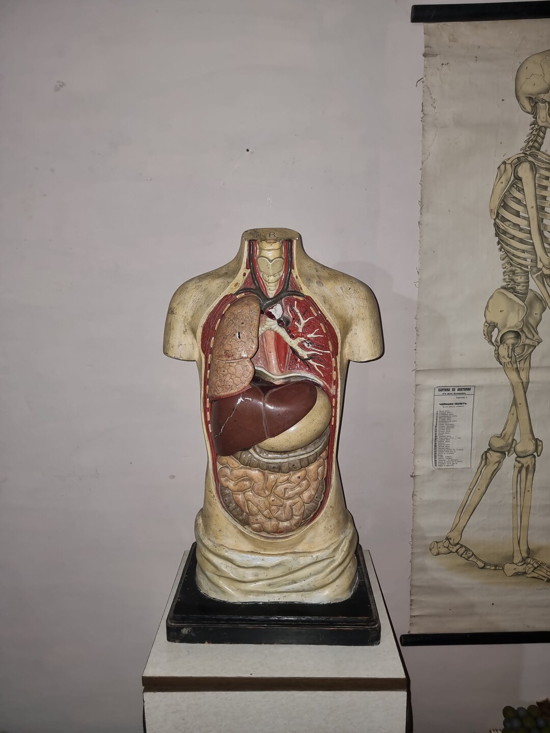 Antique Anatomical Model of Human Torso 1900 - Etsy