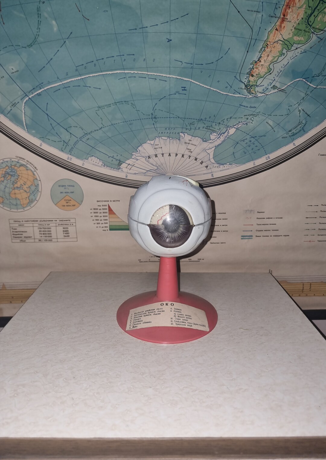Vintage Anatomical Model of Human Eye - Etsy