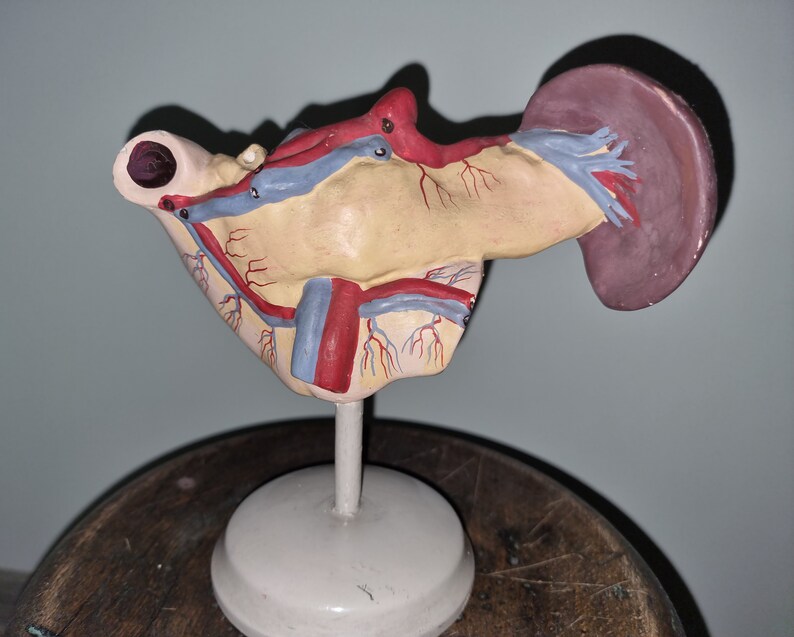 Vintage Anatomy Model of Pancreas - Etsy
