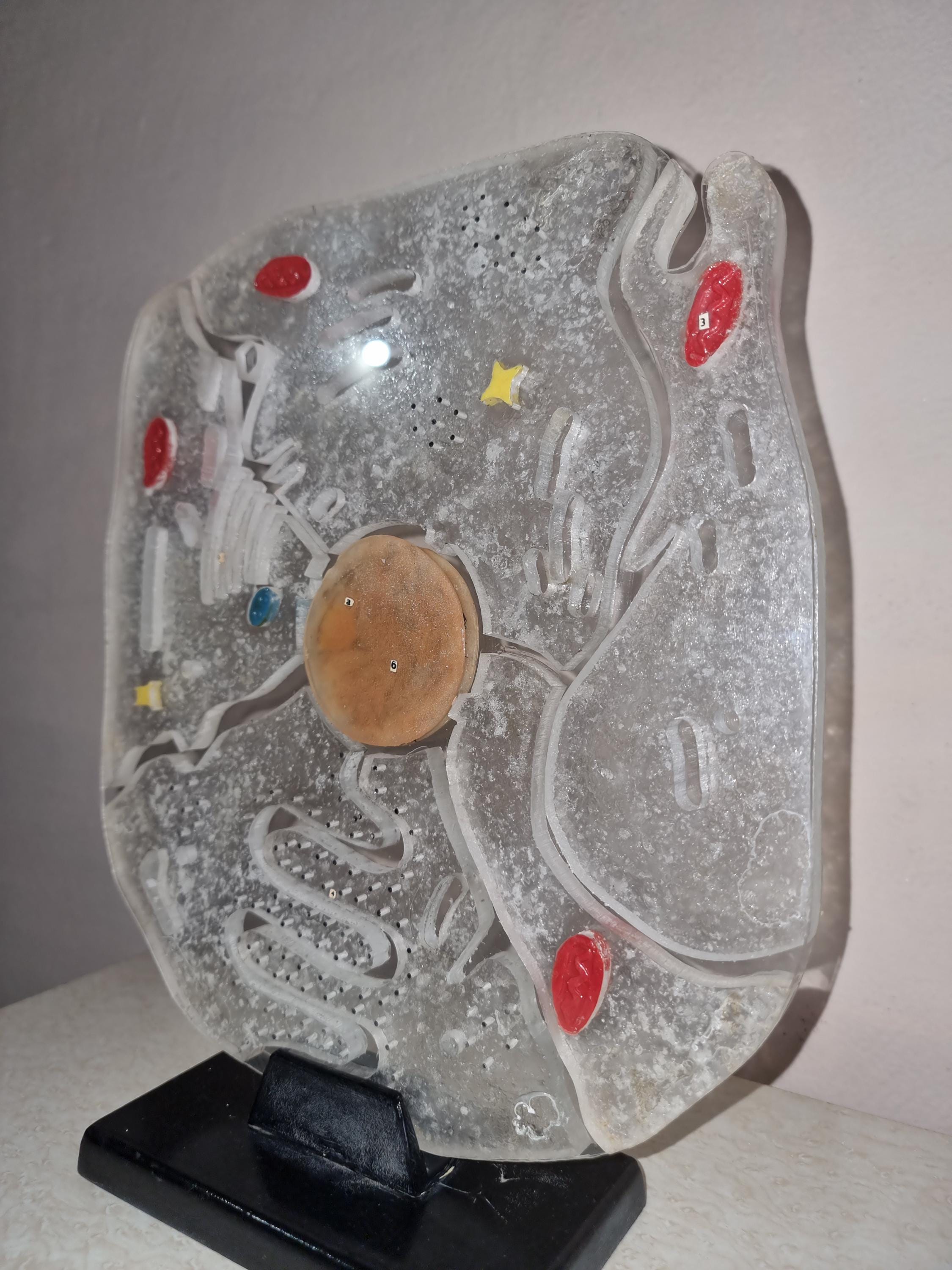 Vintage Model of a Plant Cell - Etsy