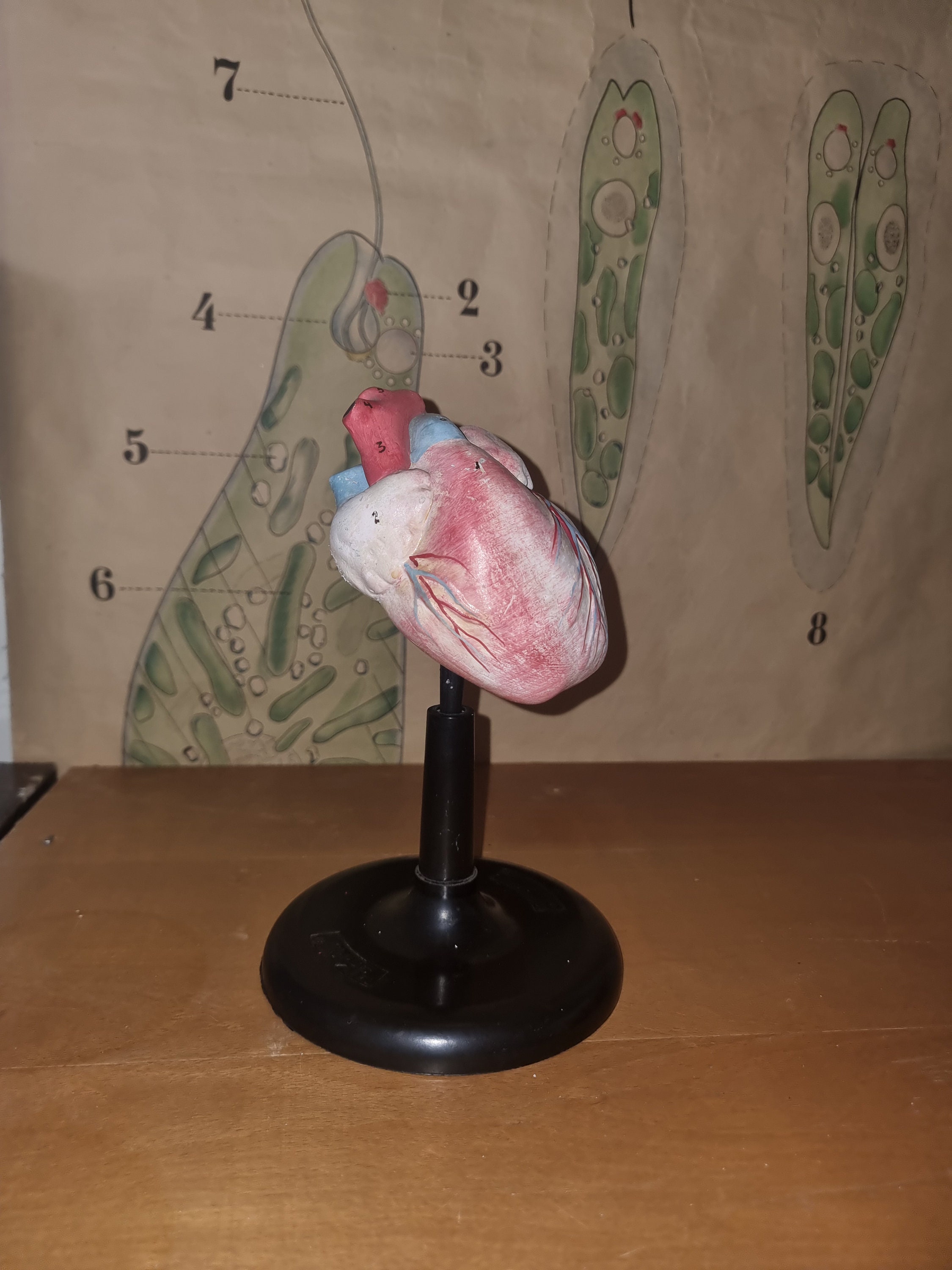 Vintage Anatomical Model of a Dog's Heart - Etsy