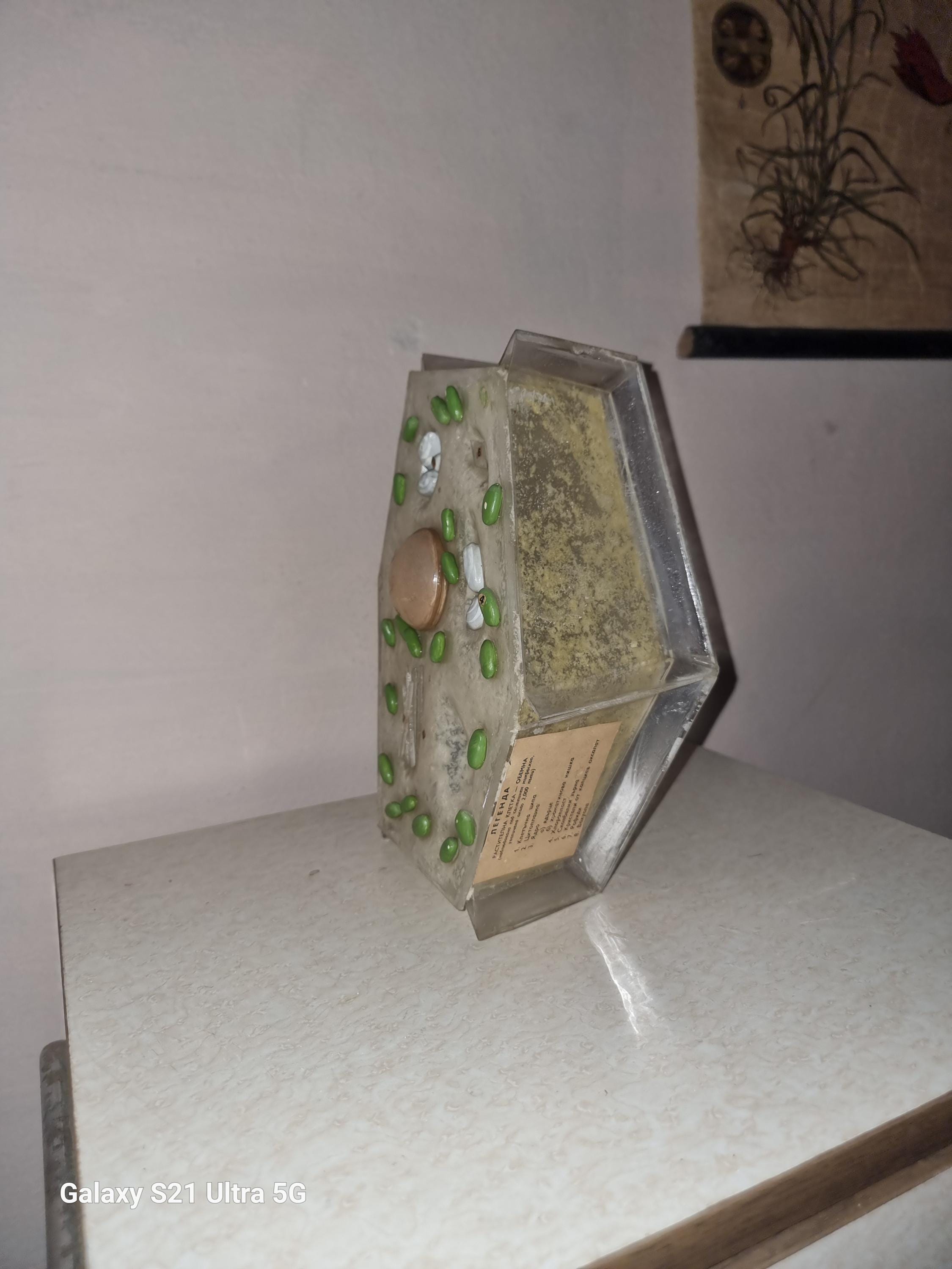 Vintage Model of Plant Cell - Etsy