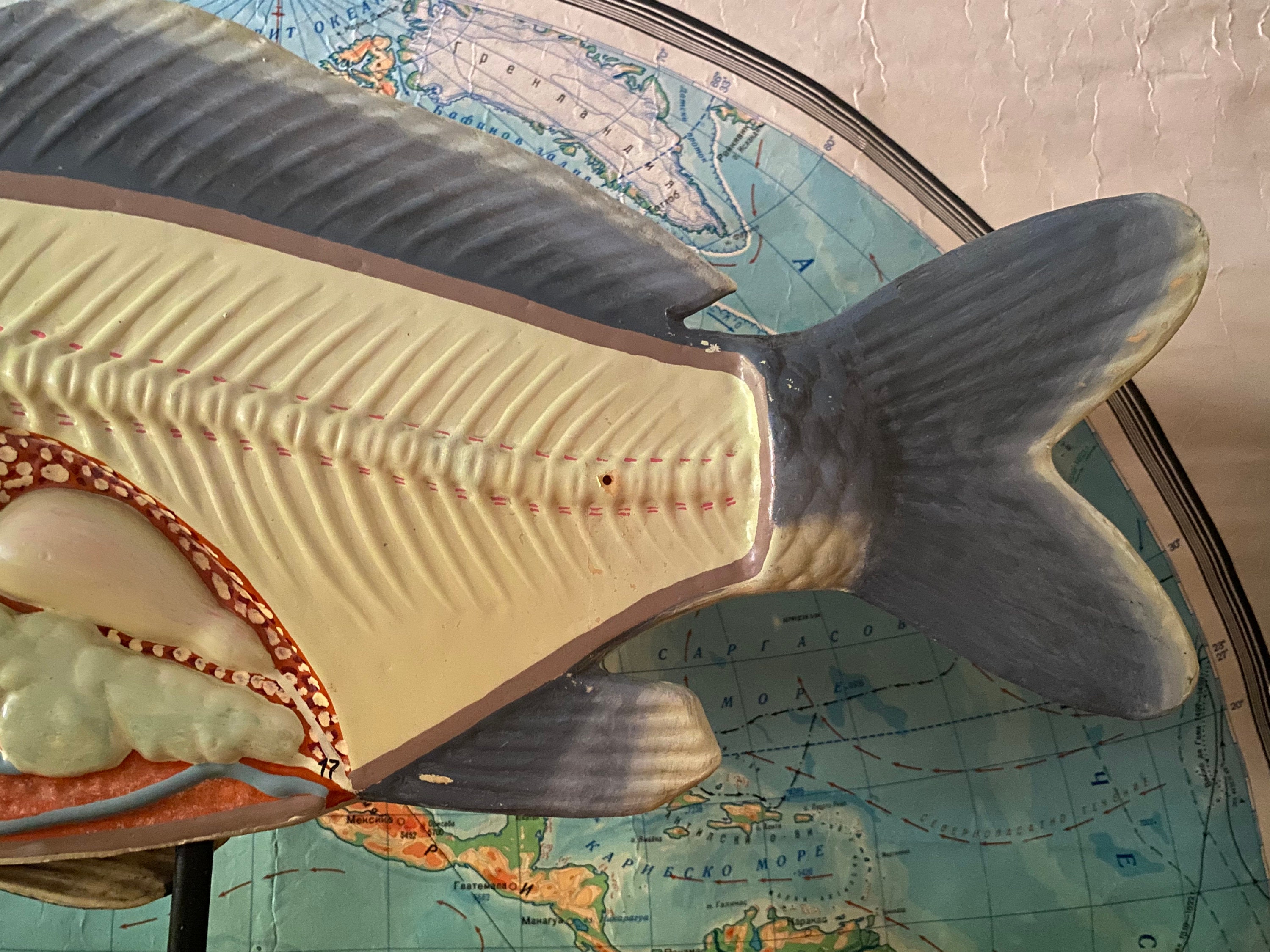 Vintage Anatomical Model Celluloid Model of Fish Carp - Etsy