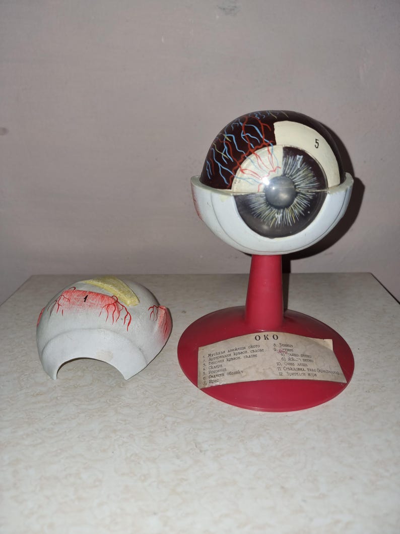 Vintage Anatomical Model of Human Eye. Medicine. Space Age - Etsy