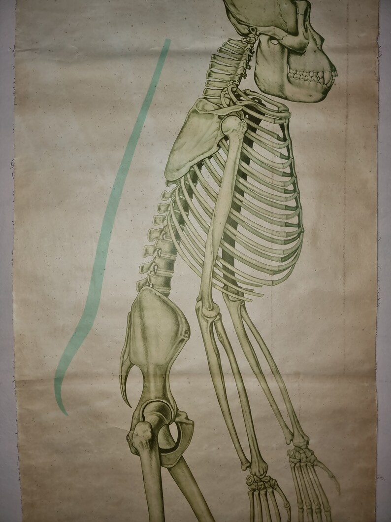 Vintage School Wall Chart. Gorilla Skeleton. - Etsy