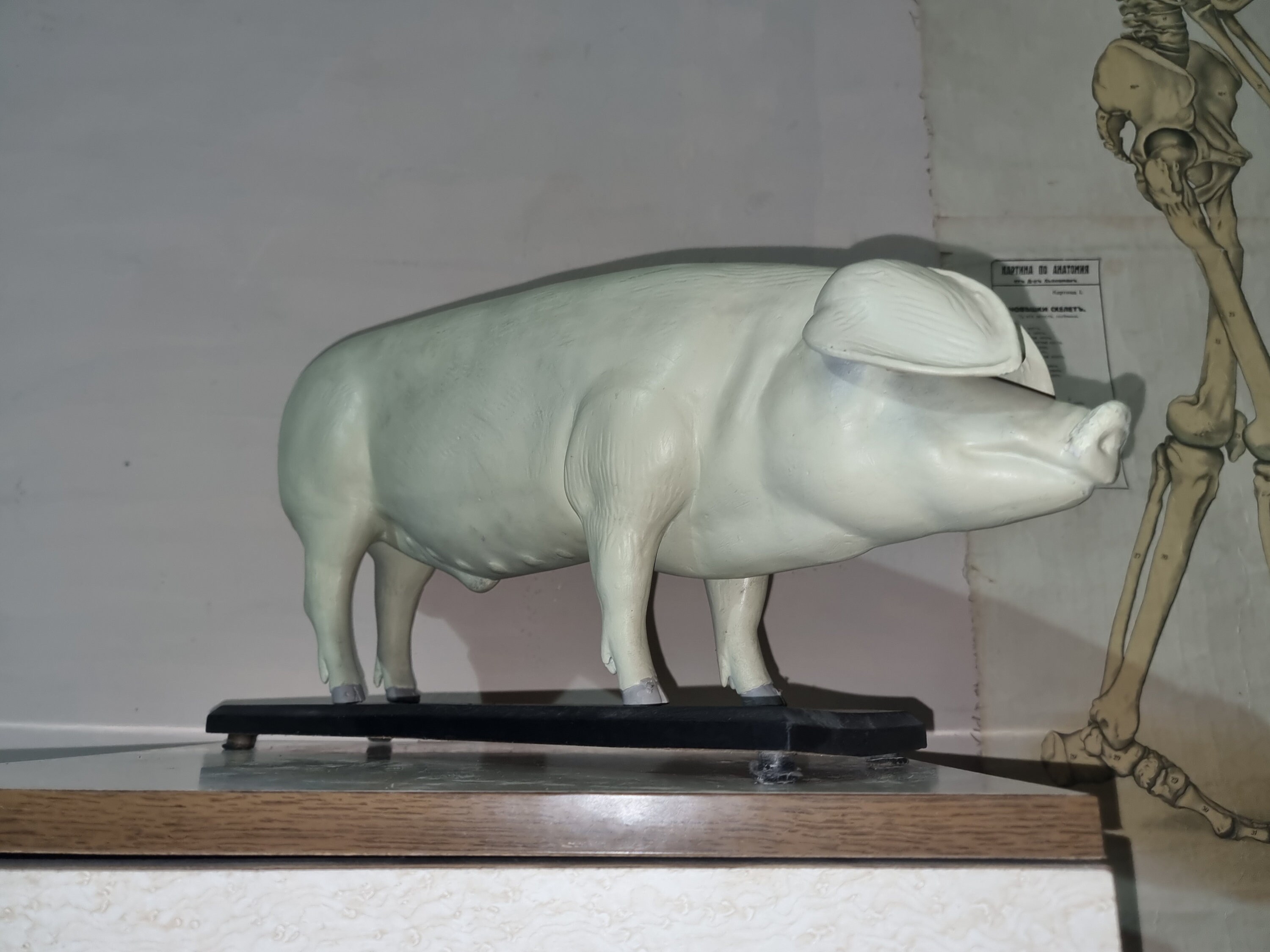Vintage Didactic Model of a Pig. Retro Celluloid Model. School ...
