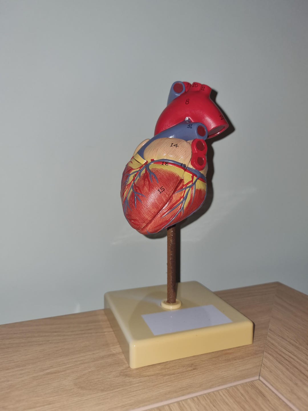 Anatomical Model of the Human Heart. Medical, Educational Model - Etsy