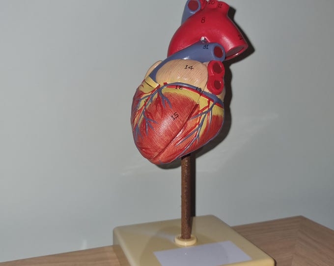 Anatomical Model of the Human Heart. Medical, Educational Model - Etsy