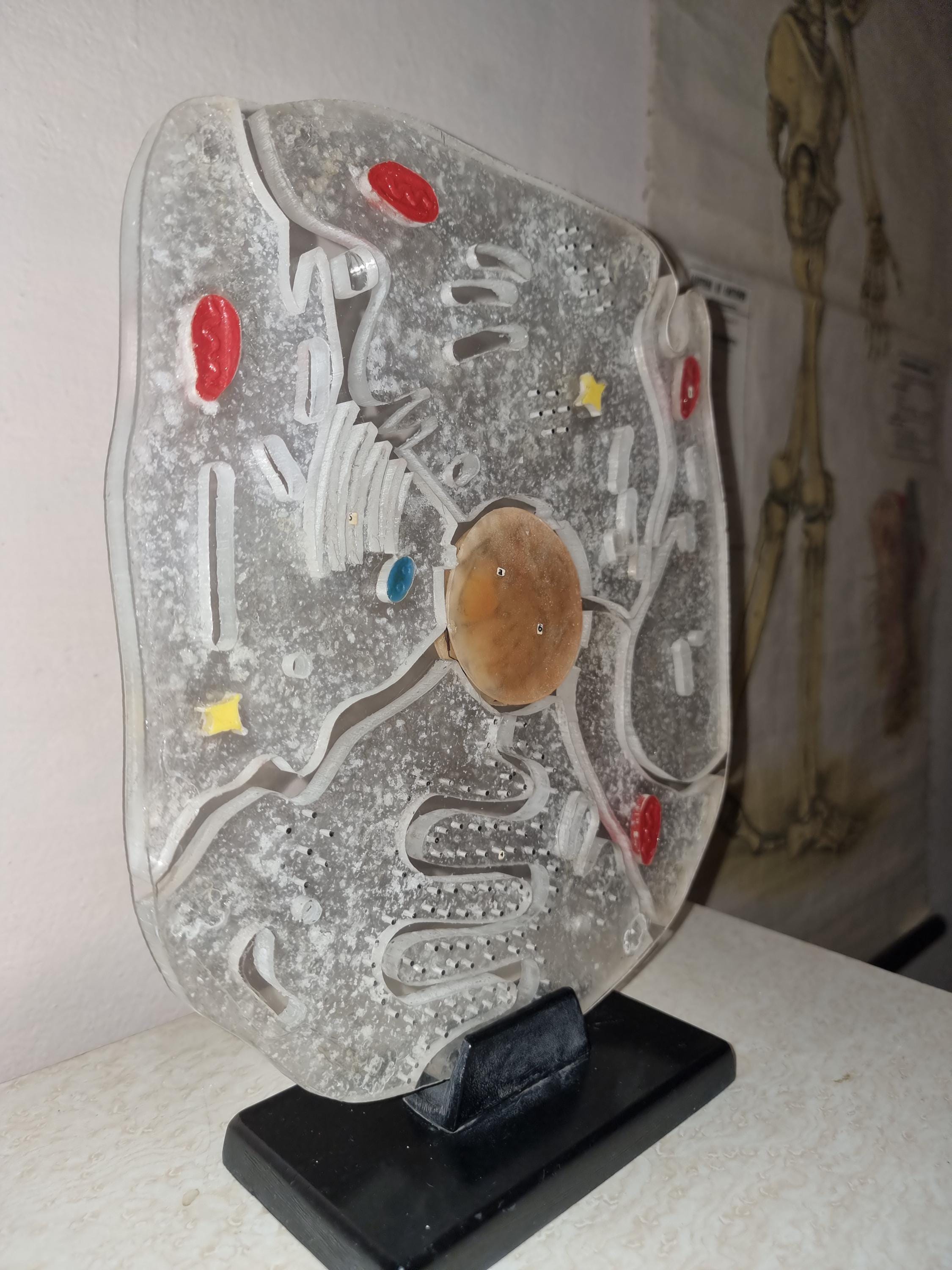 Vintage Model of a Plant Cell - Etsy