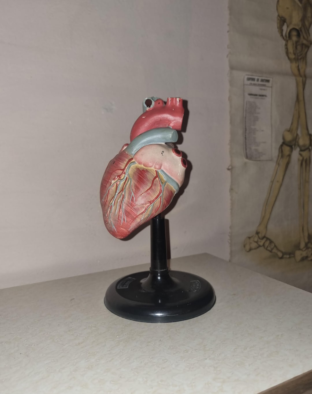 Vintage Anatomical Model of Human Heart. A Biological Model. Medical ...
