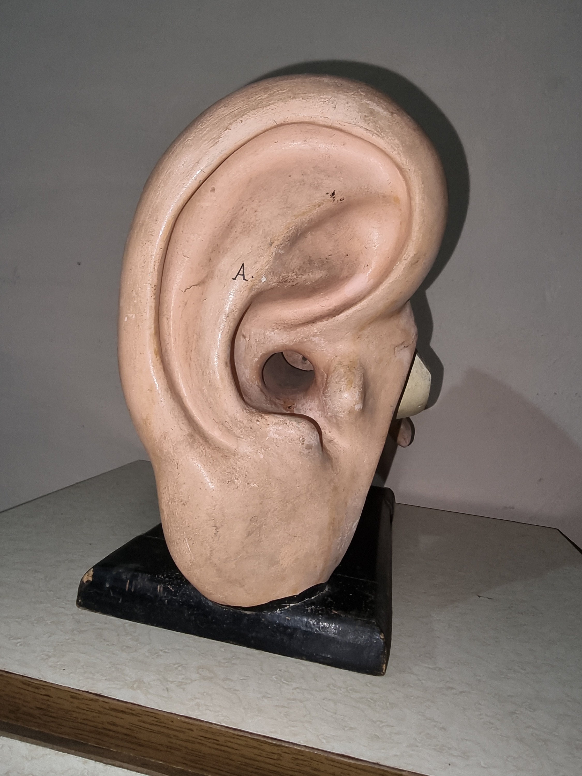 Vintage Anatomical Model of Human Ear; Retro Educational Model 1920 ...