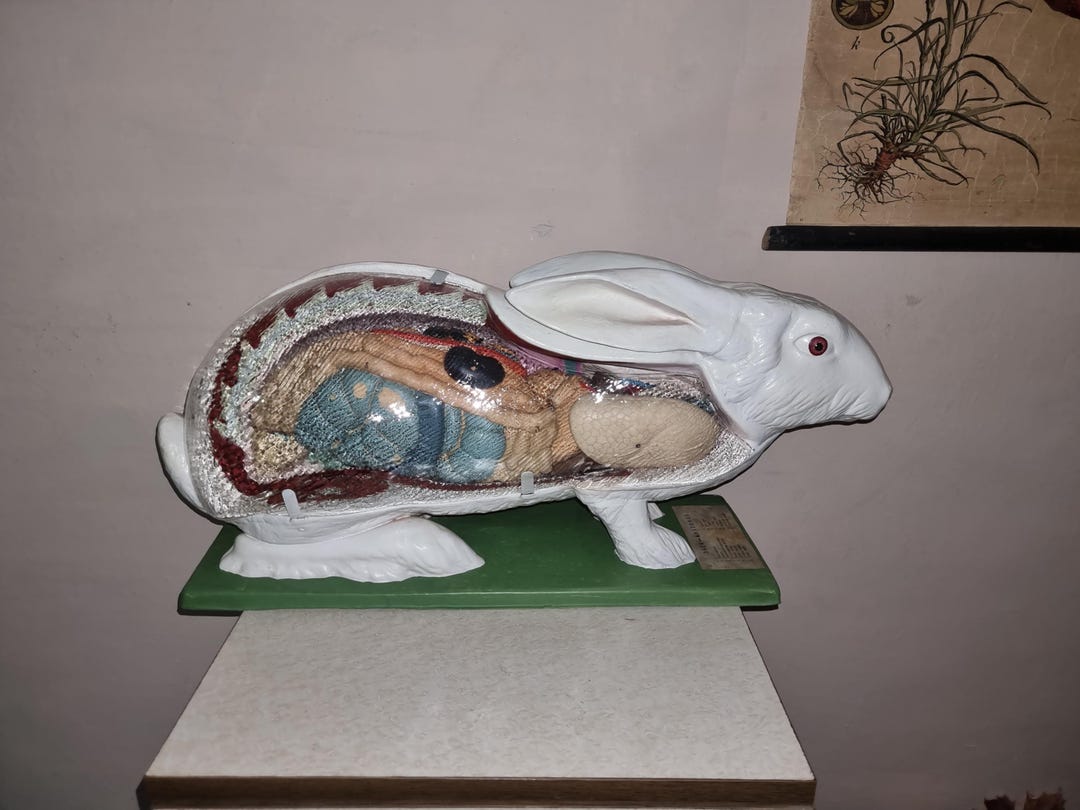 Vintage Anatomical Model of a Rabbit Made of Celluloid - Etsy