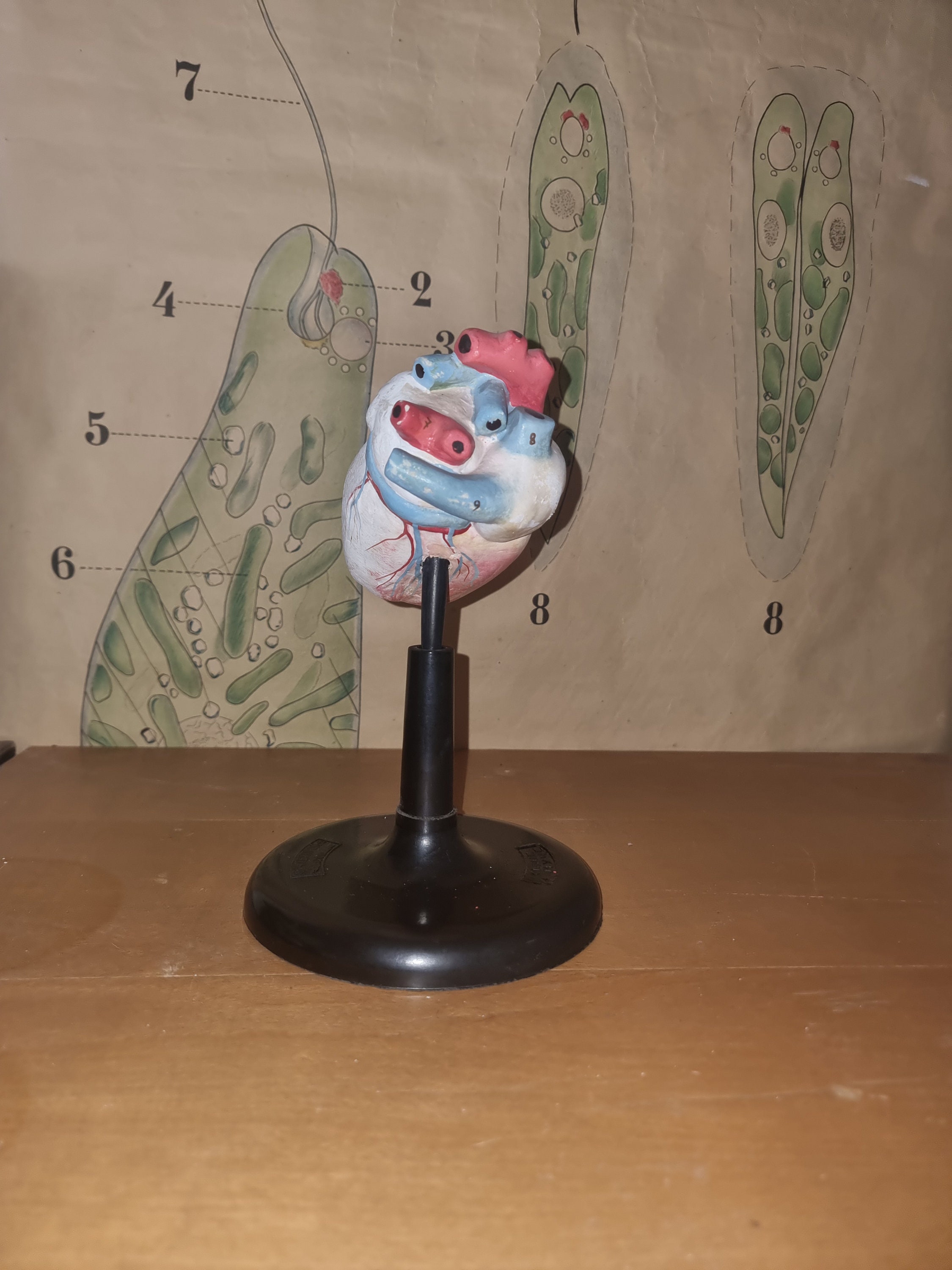 Vintage Anatomical Model of a Dog's Heart - Etsy