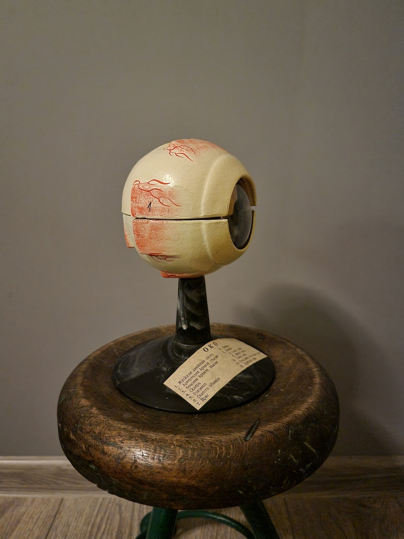 Vintage Anatomical Model of Human Eye an Original Gift Collection - Etsy