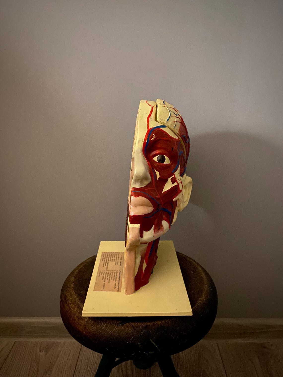 Vintage Anatomical Model of Human Head. Celluloid Model. Rare Retro ...