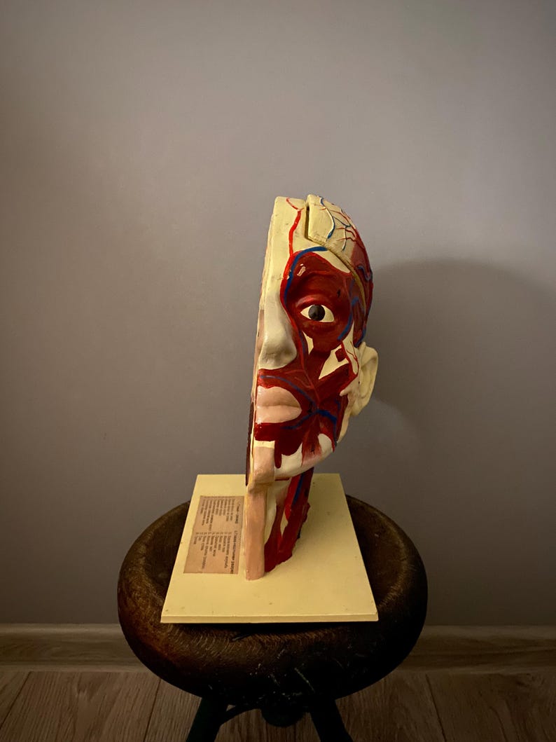 Vintage Anatomical Model of Human Head. Celluloid Model. Rare Retro ...