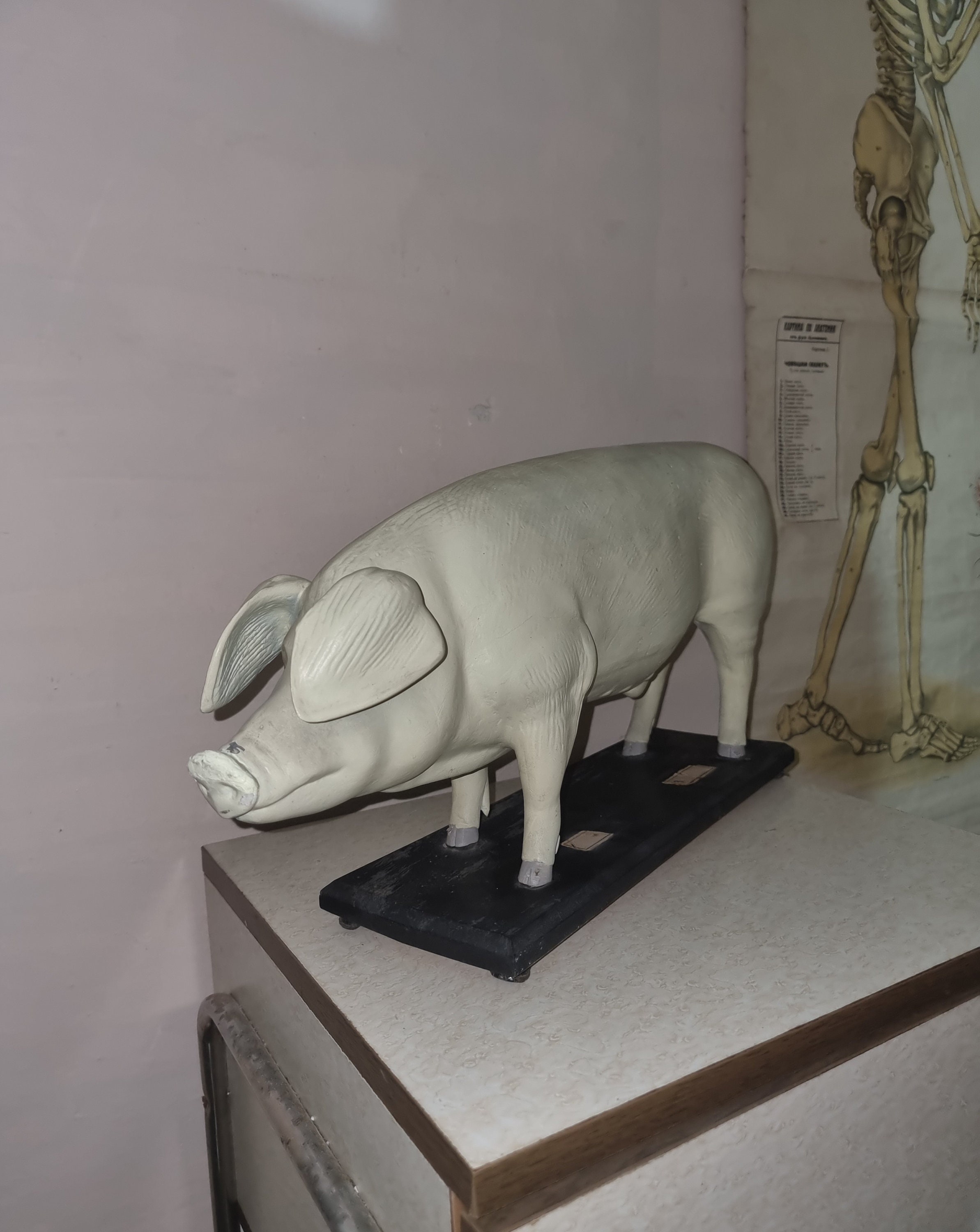 Vintage Didactic Model of a Pig. Retro Celluloid Model. School ...