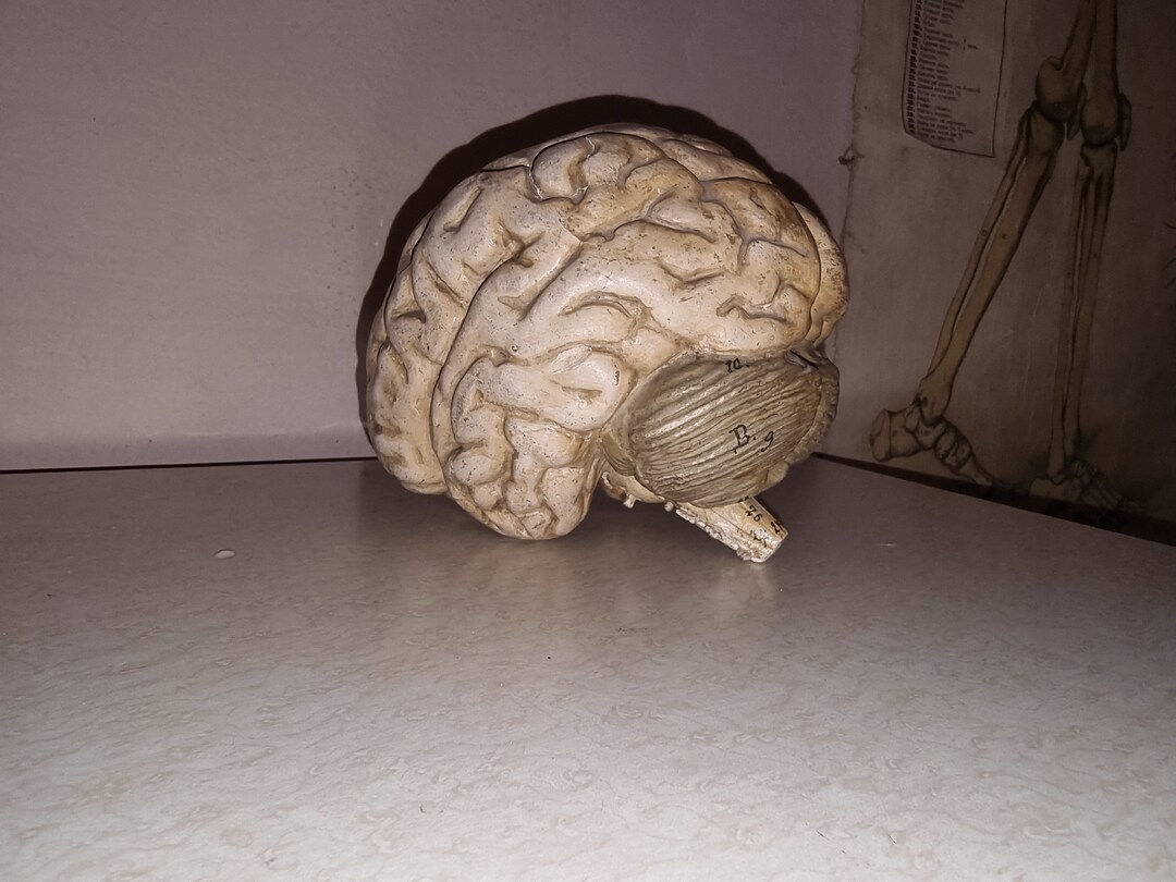 Vintage Anatomical Model of Human Brain; Life Size 1920 Germany - Etsy