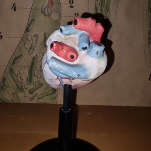 Vintage Anatomical Model of a Dog's Heart - Etsy