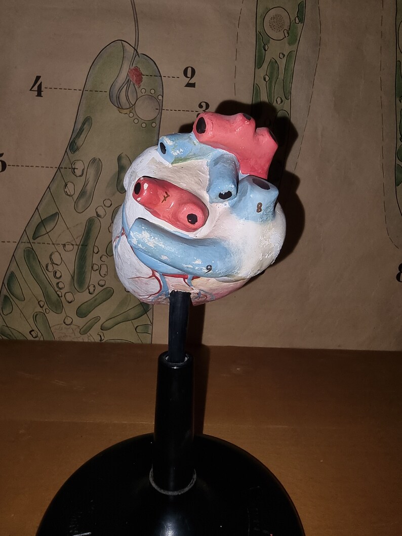 Vintage Anatomical Model of a Dog's Heart - Etsy