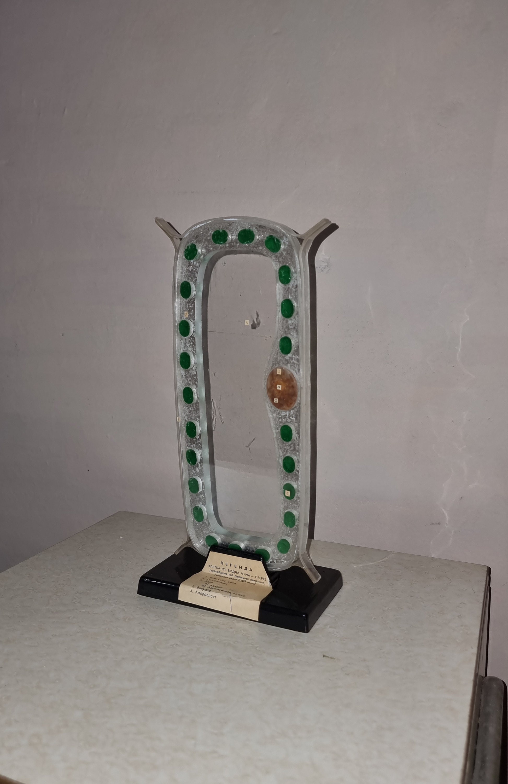 Vintage Biology Model Water Plague Cell - Etsy