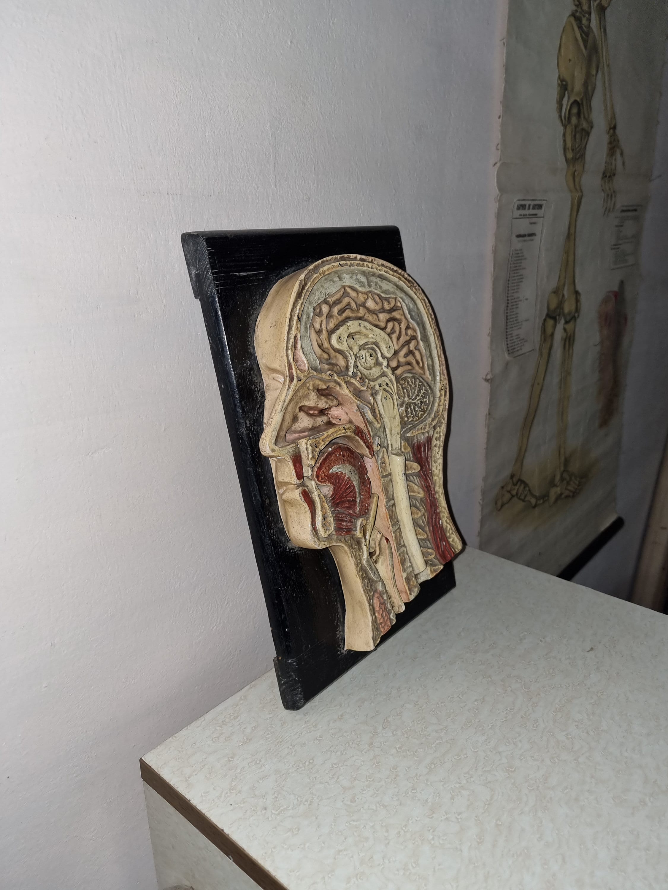 Antique Anatomical Model Somso 1890. Vintage Retro Model - Cross ...