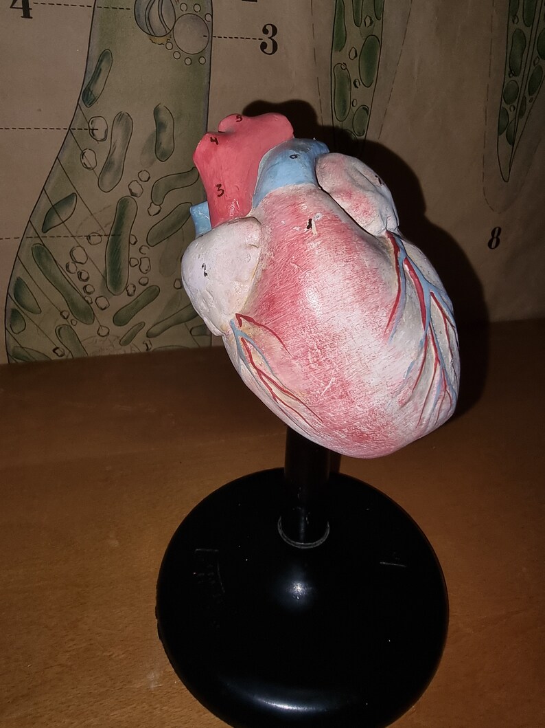 Vintage Anatomical Model of a Dog's Heart - Etsy