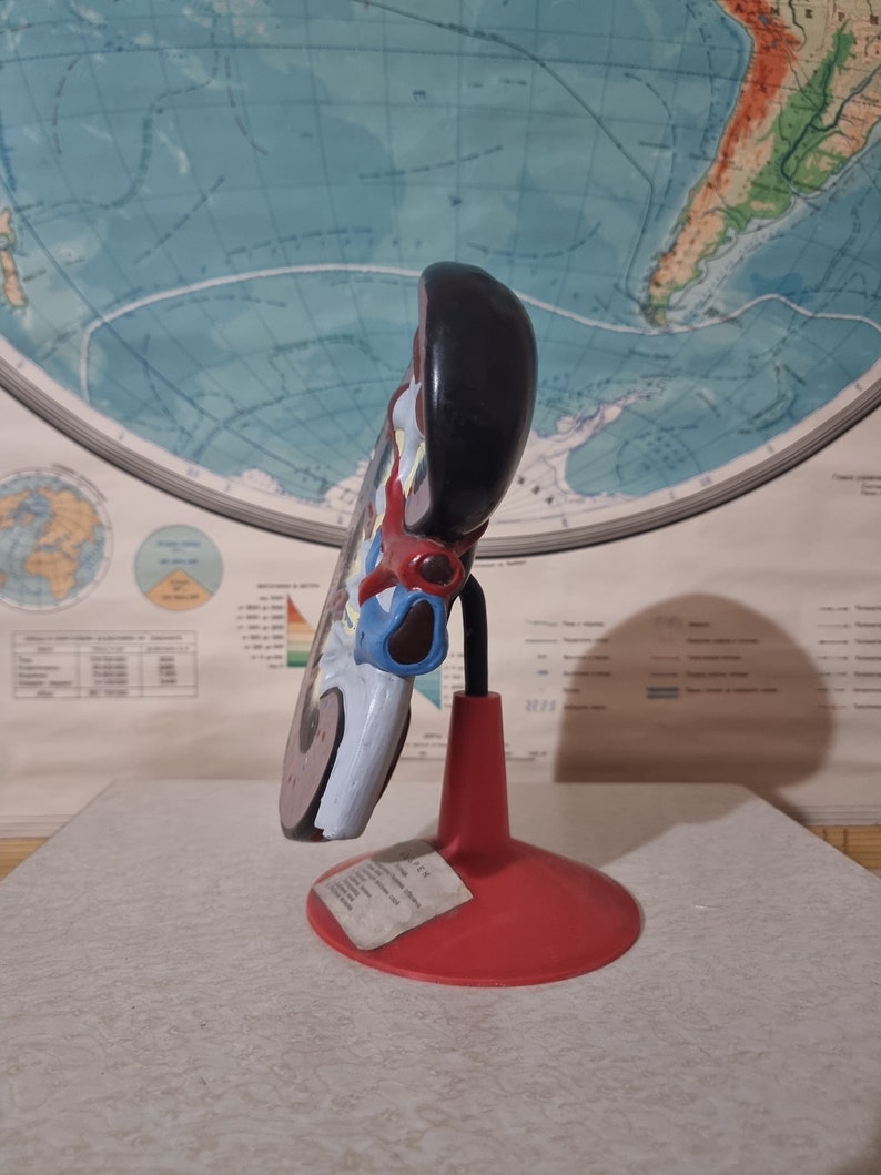 Vintage Anatomical Model of Human Kidney; Celluloid, Retro Medical ...