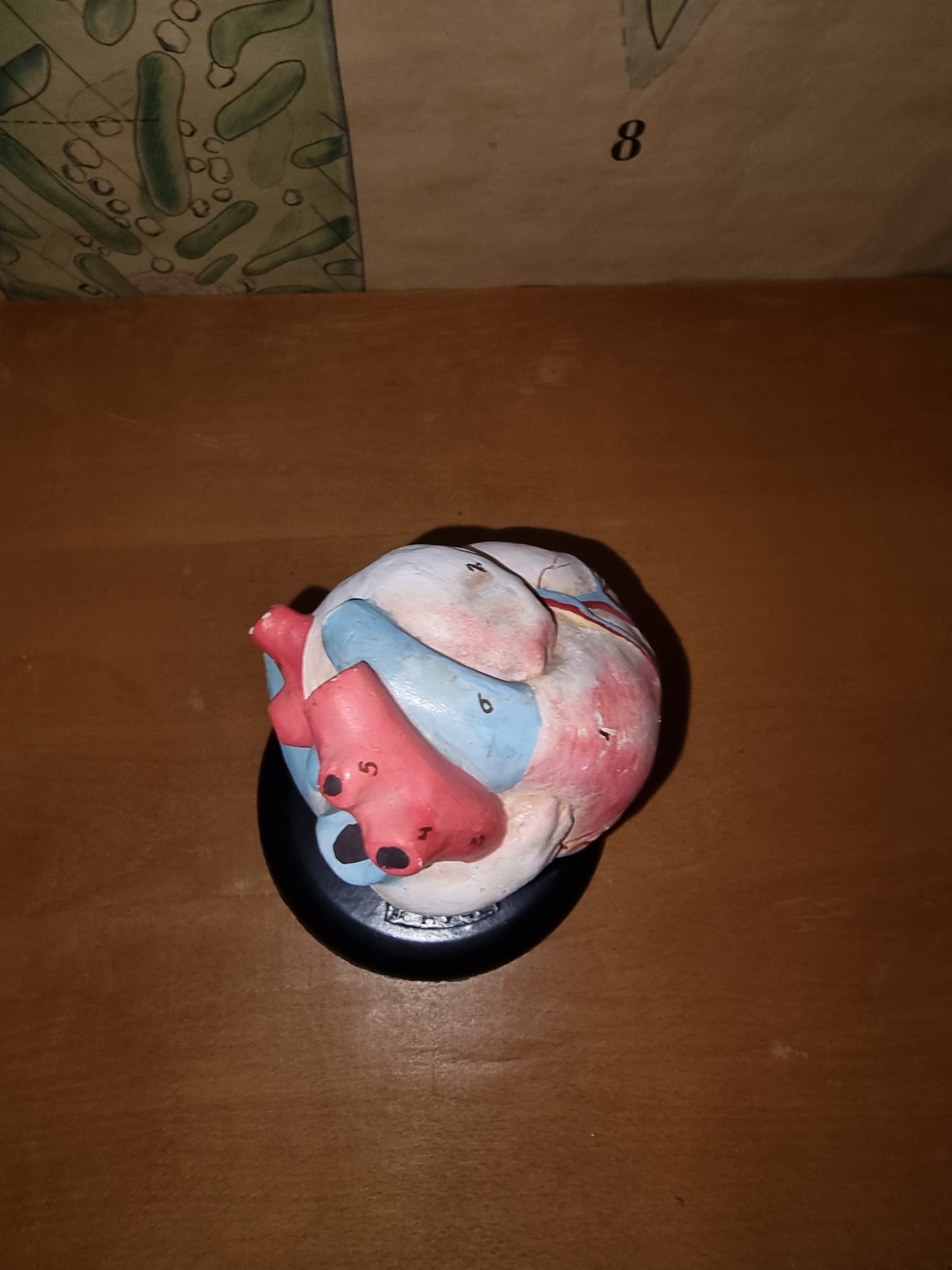 Vintage Anatomical Model of a Dog's Heart - Etsy