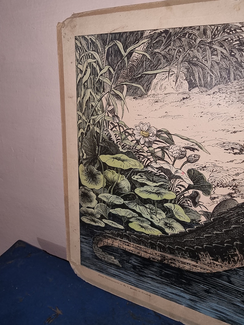 Vintage, Antique School Poster, Chart, Animal Picture 1900 - Etsy