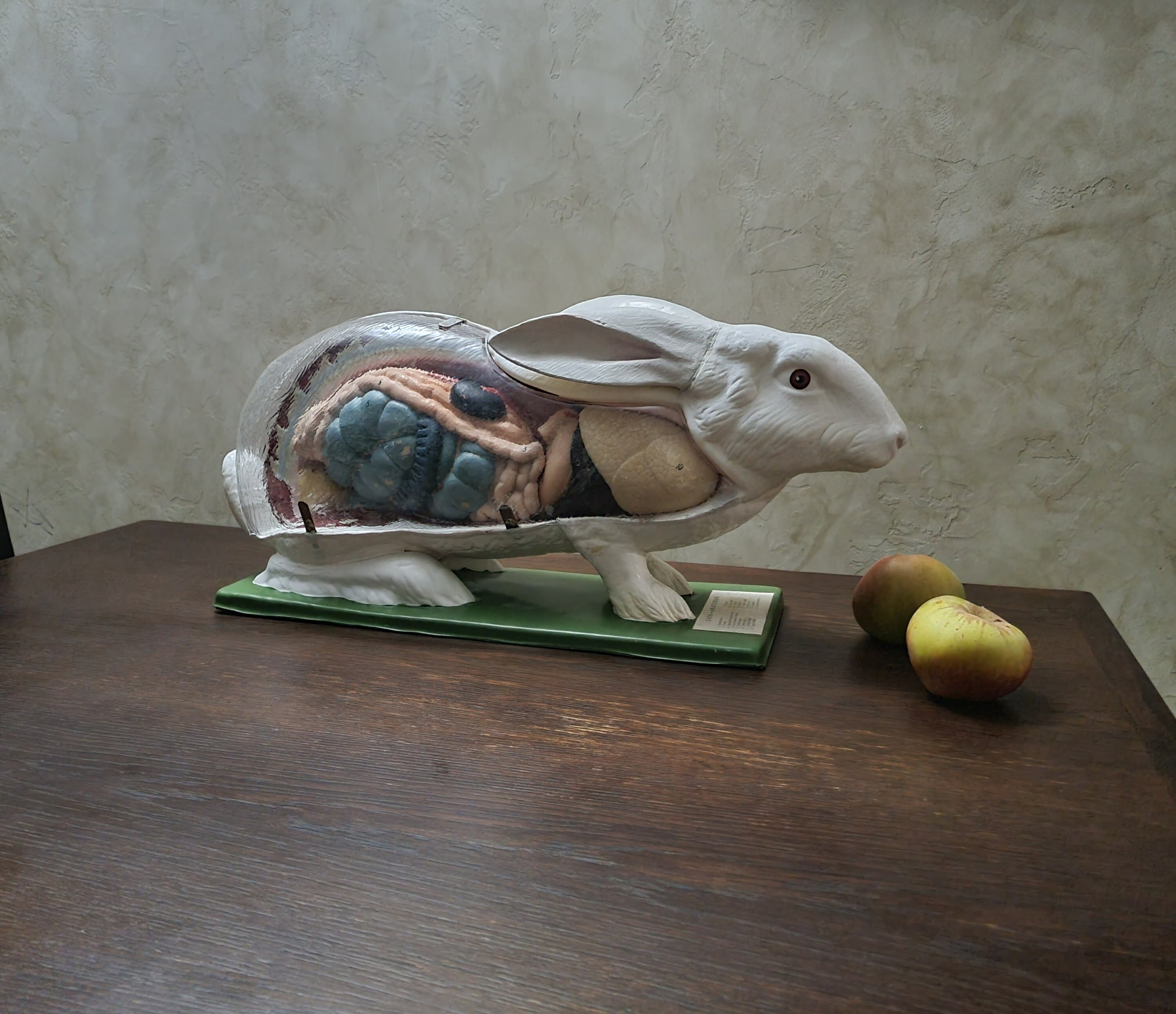 Vintage Anatomical Model of a Rabbit Made of Celluloid - Etsy Australia