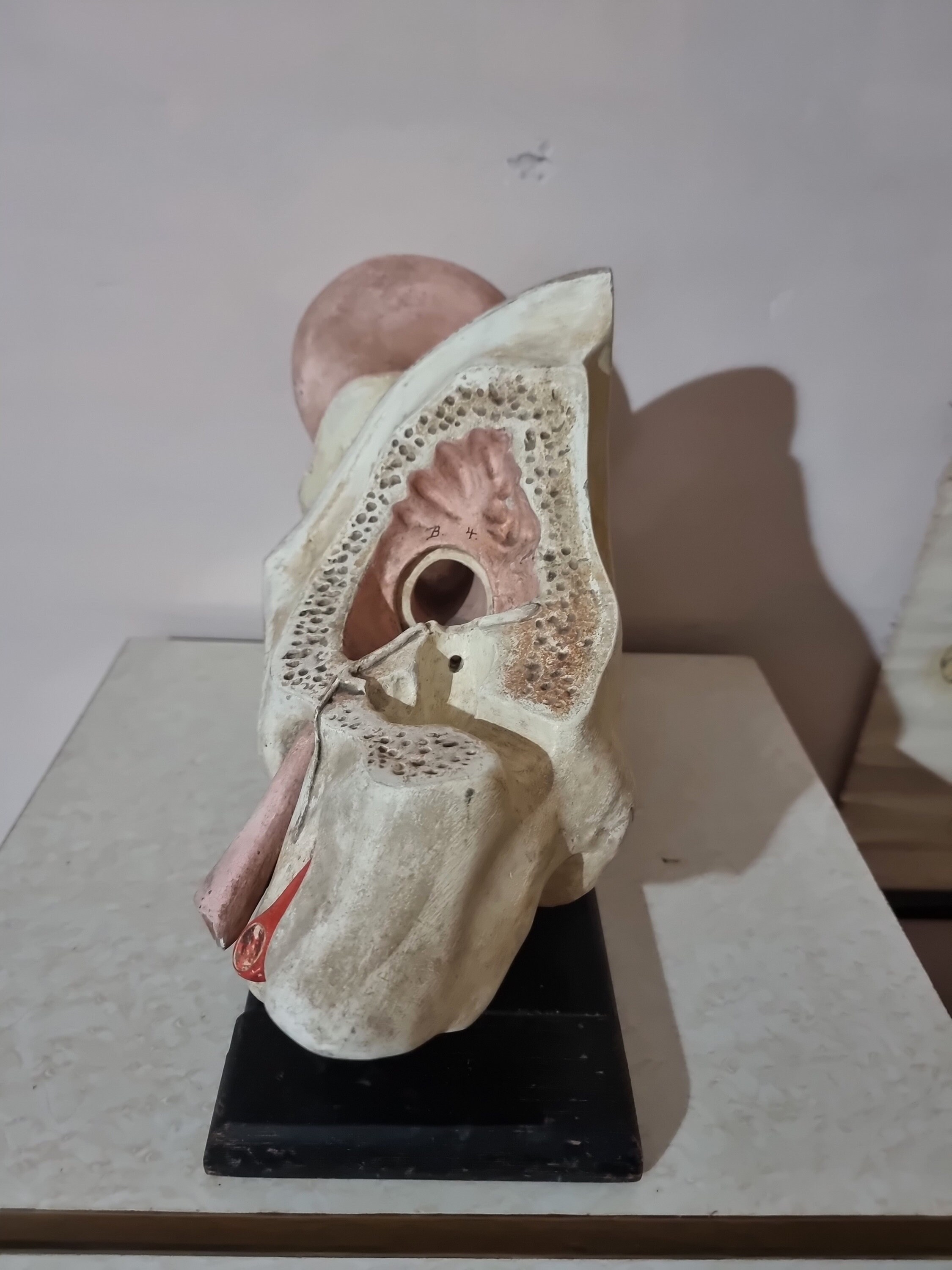 Vintage Anatomical Model of Human Ear Retro Educational Model 1920 ...