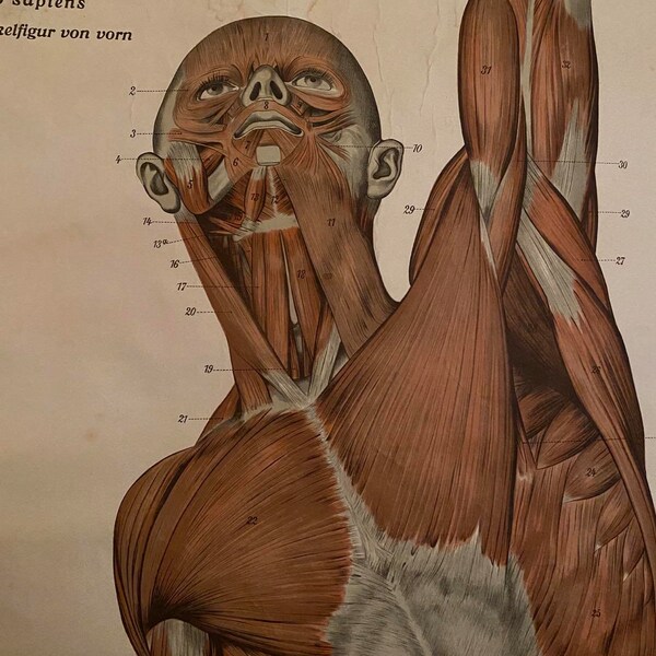 Vintage Anatomy - Etsy