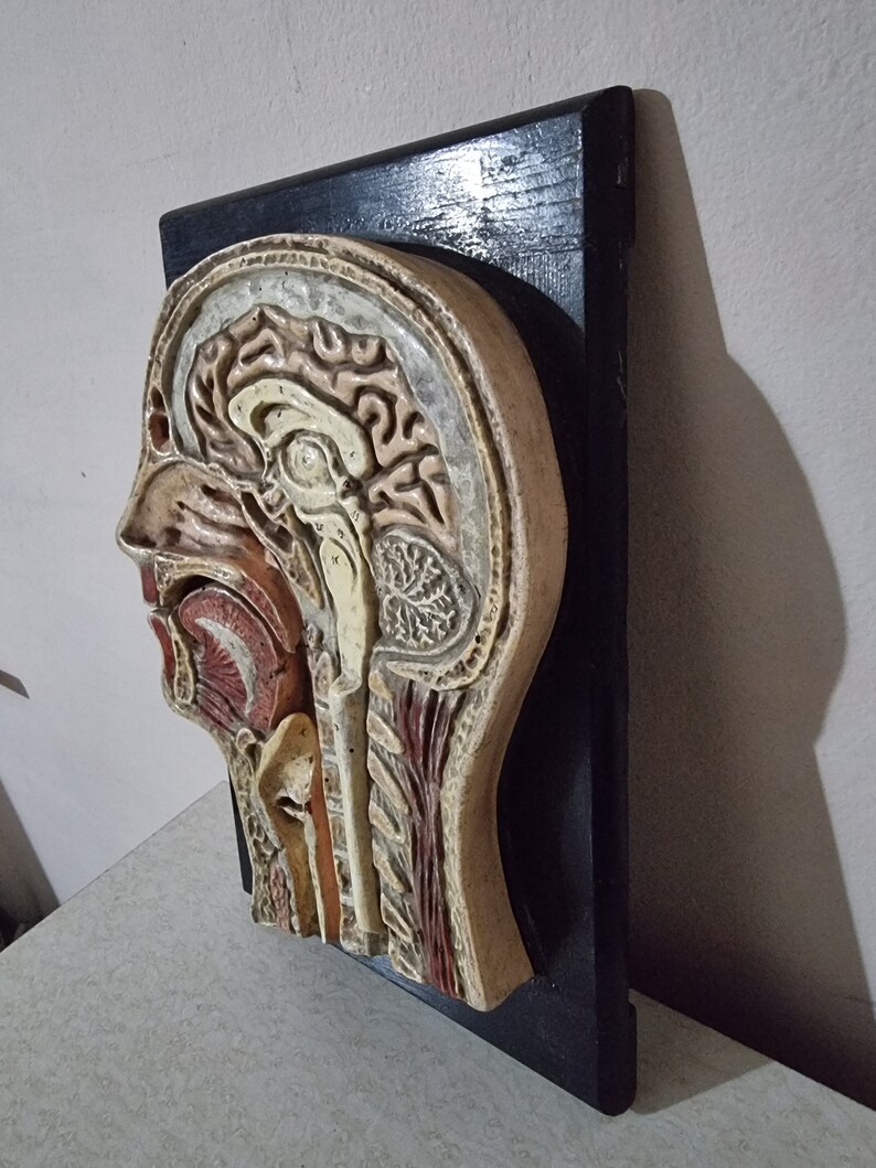 Antique Anatomical Model Somso 1890. Vintage Retro Model - Cross ...