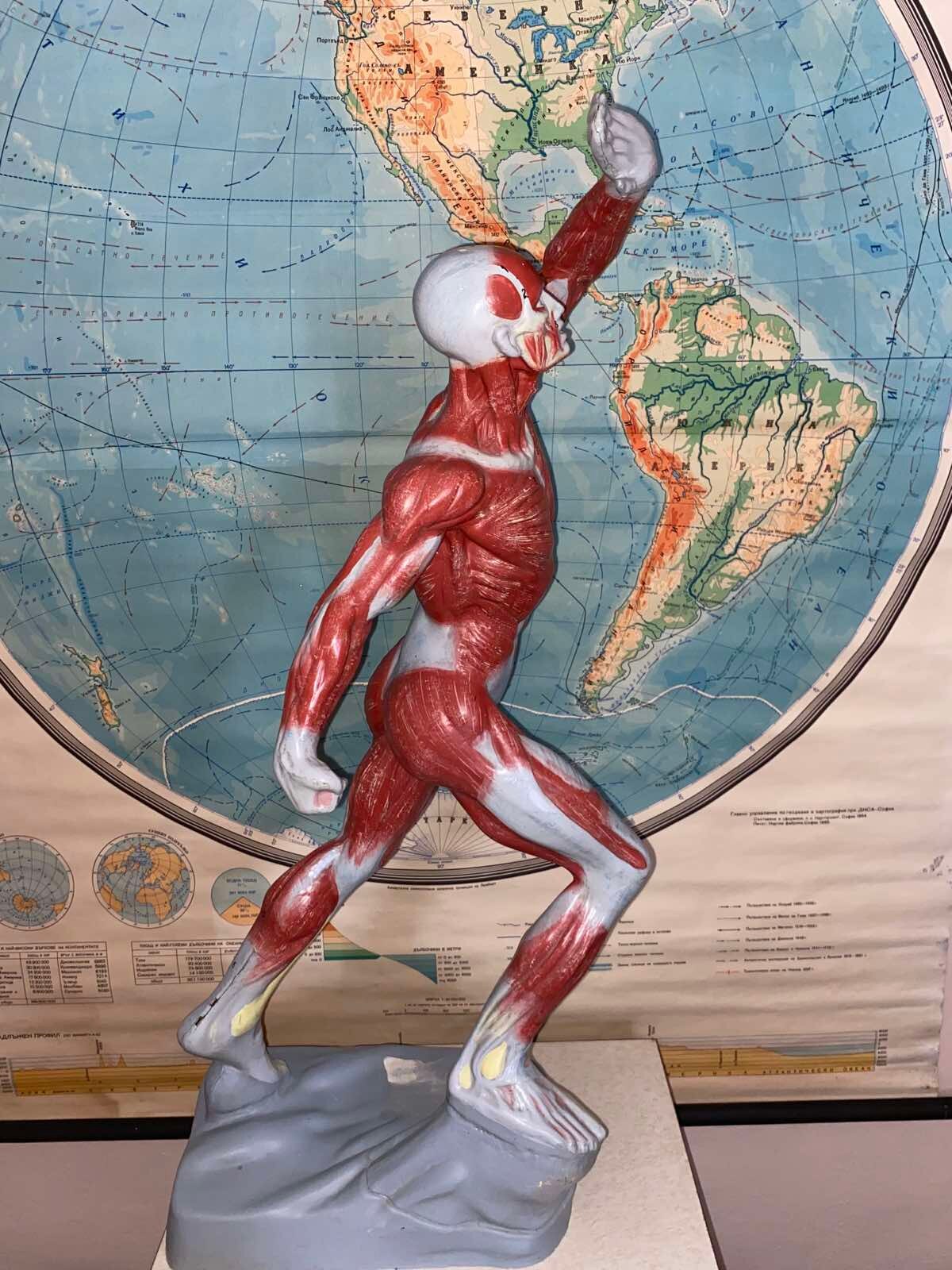 Vintage Anatomical Model. Celluloid. Human Anatomy. Musculature. - Etsy