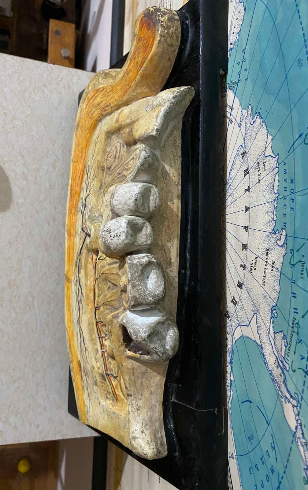 Ancient Anatomical Model of Human Lower Jaw Teeth Tooth - Etsy