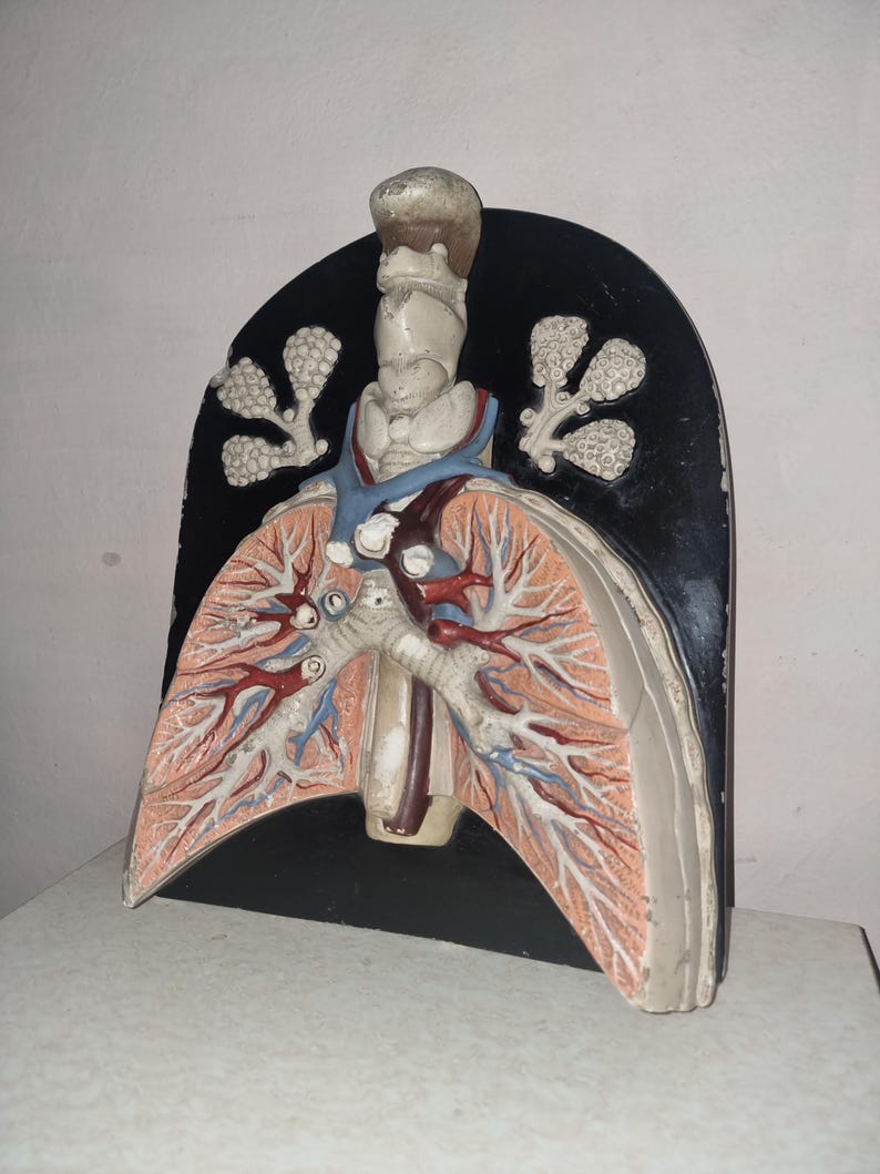 Vintage Anatomy Model - Respiratory System - Etsy
