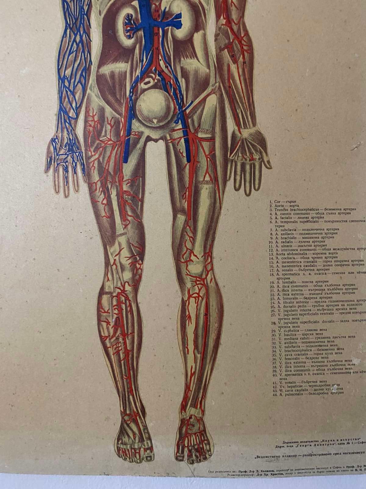 Vintage Board - Human Anatomy. Retro Medical Poster. - Etsy