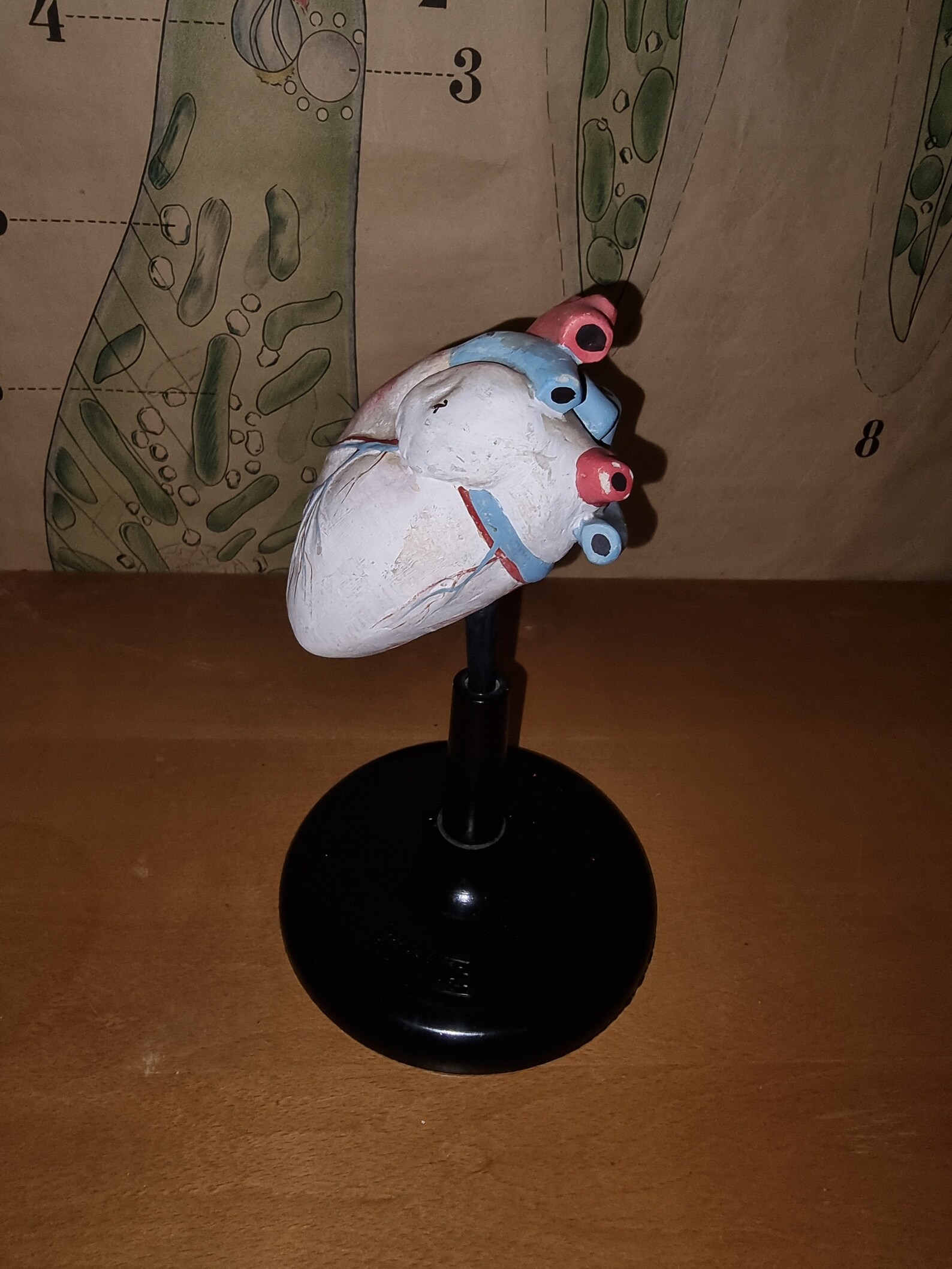 Vintage Anatomical Model of a Dog's Heart - Etsy