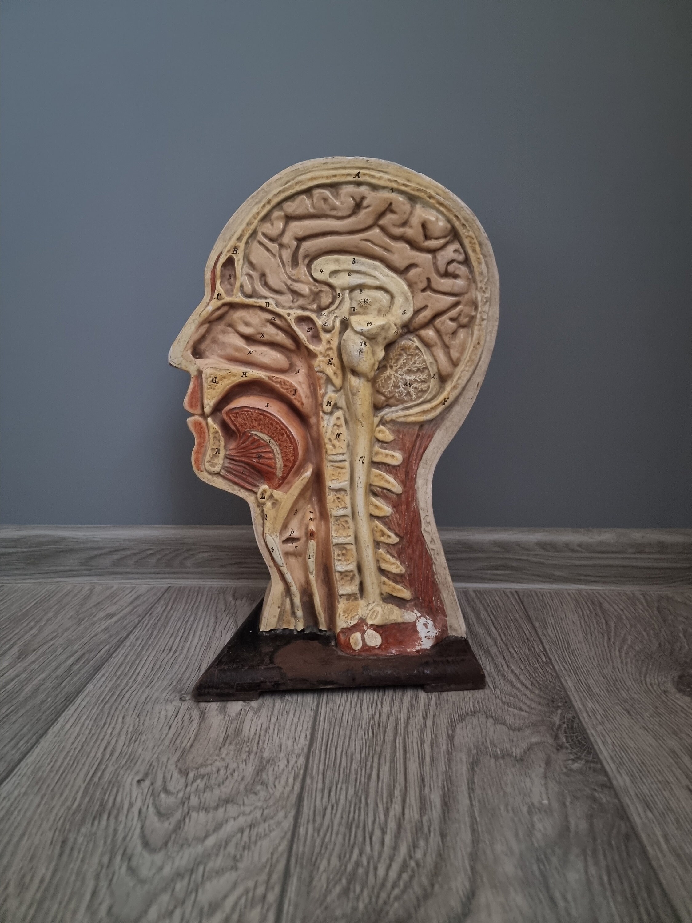 Antique Anatomical Model of a Human Head 1880. Sculpture. Life Sizean ...