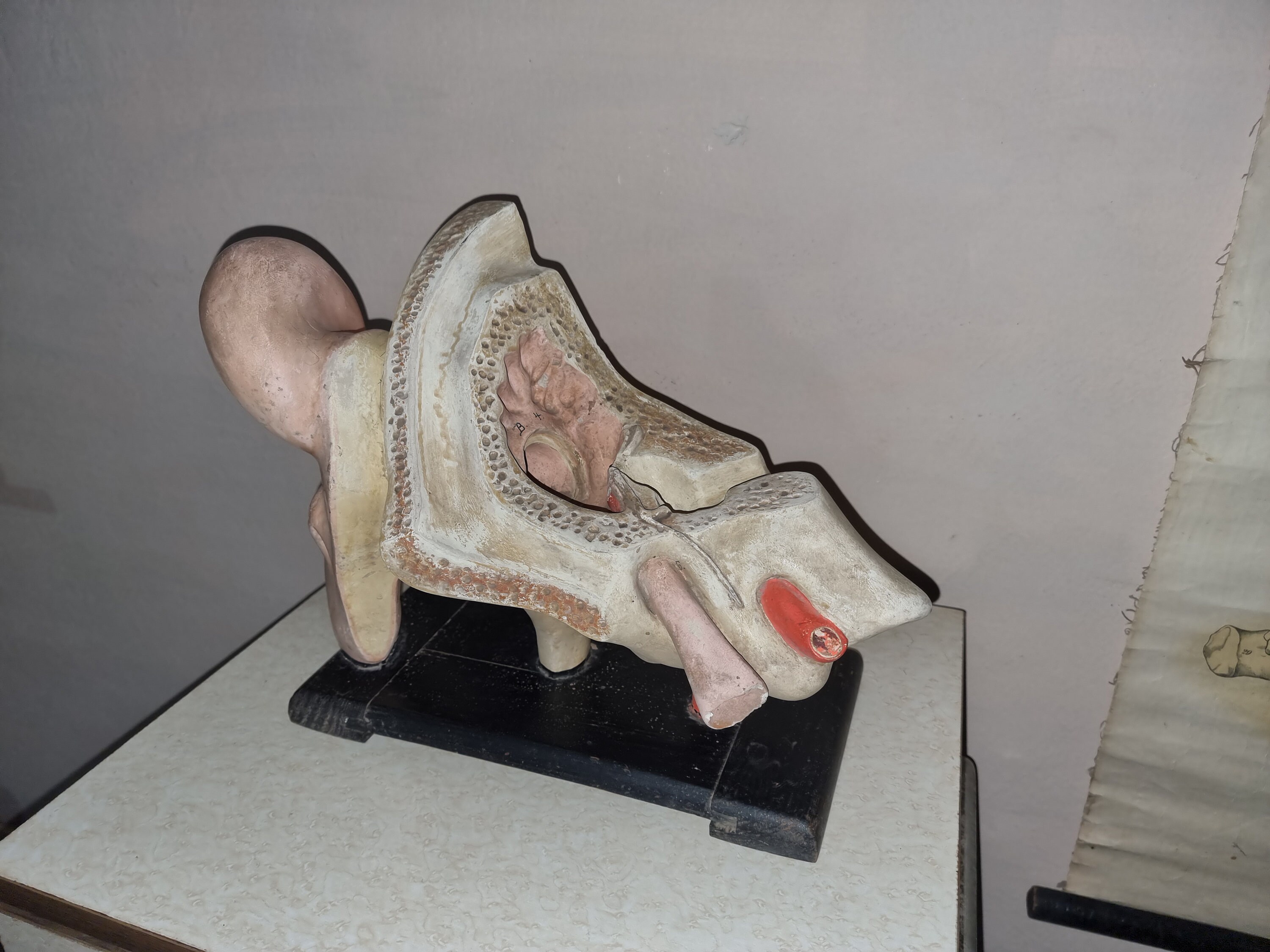 Vintage Anatomical Model of Human Ear Retro Educational Model 1920 ...