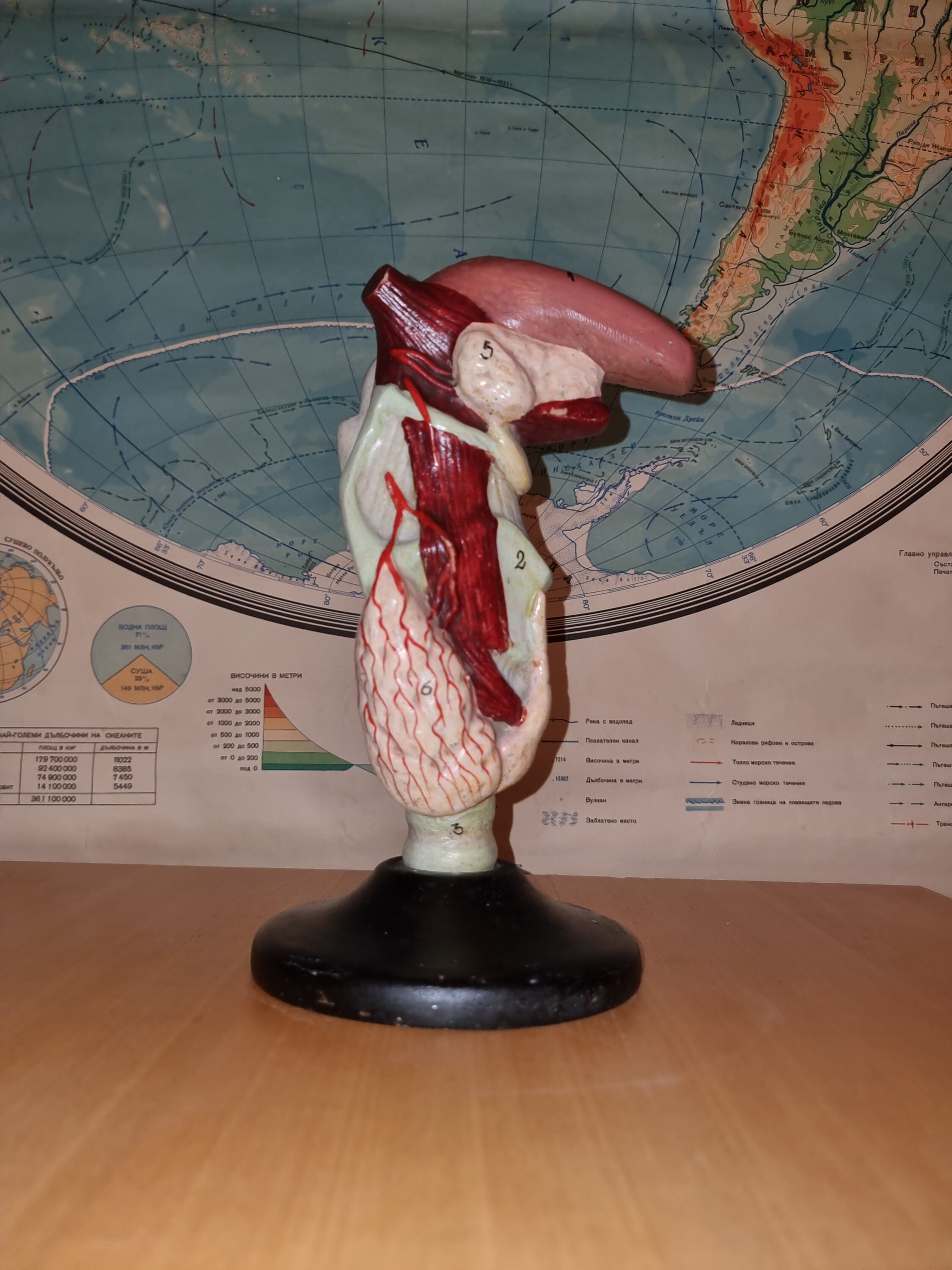 Vintage Anatomical Model of Human Larynx. - Etsy